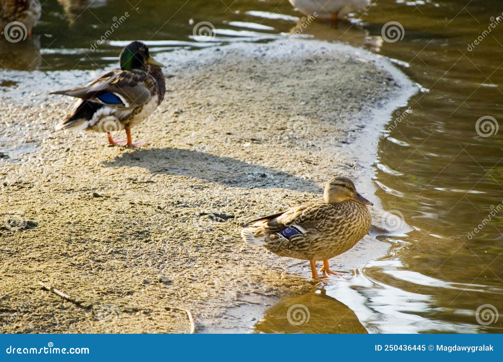 Ducks Taking a Bath in a River. Stock Image - Image of fantastic ...