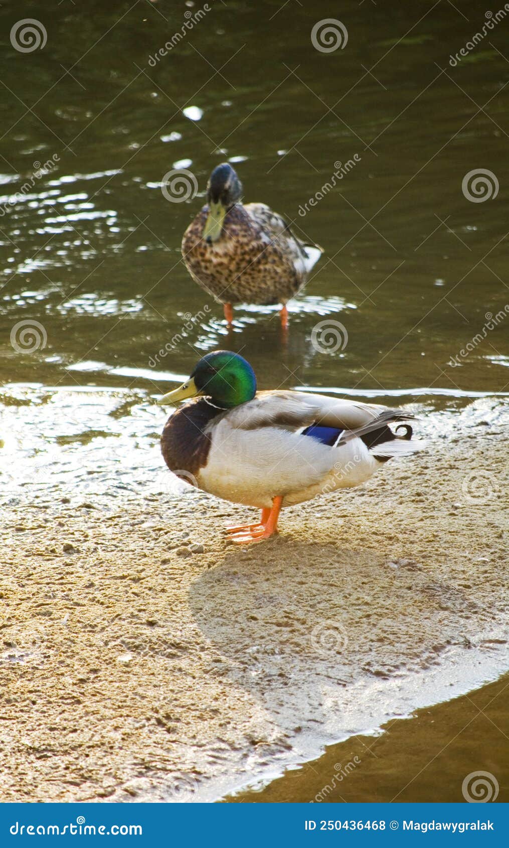 Ducks Taking a Bath in a River. Stock Photo - Image of surface, male ...