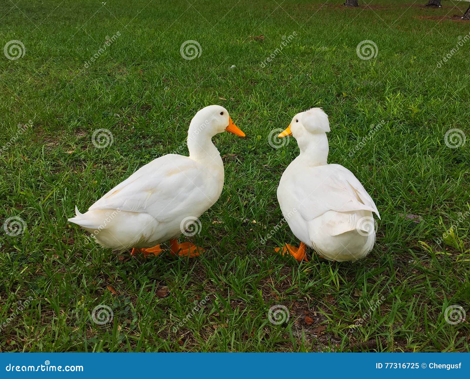 Ducks are talking stock image. Image of farmyard, domestic - 77316725