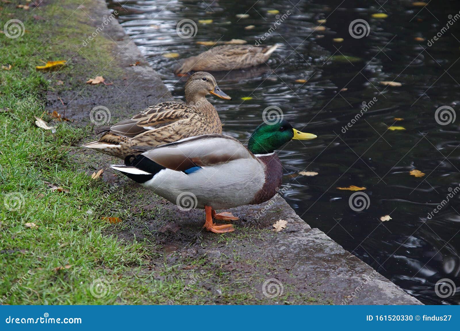 Ducks Talking Near the Pond. Stock Photo - Image of animals, sweden ...