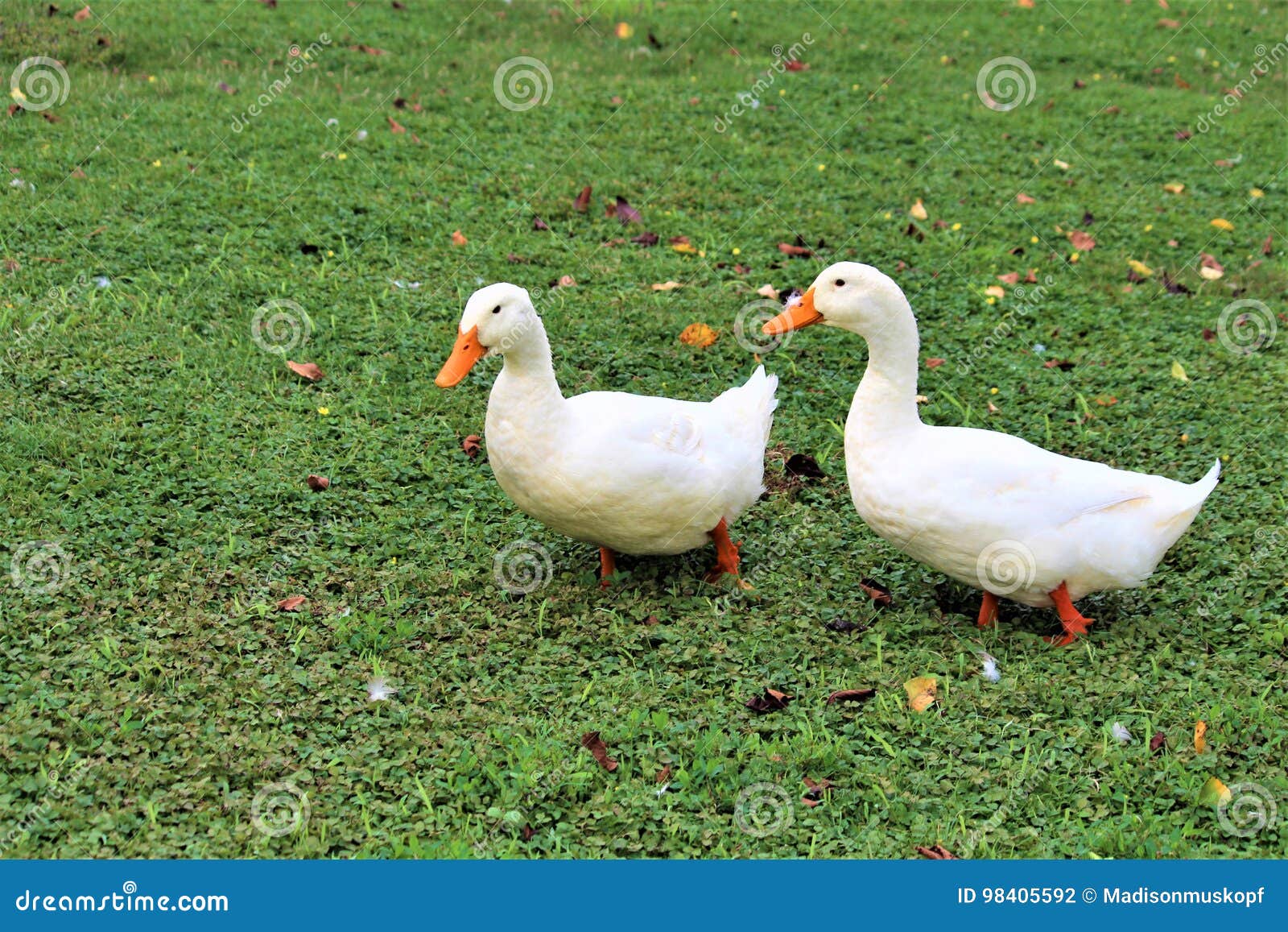 Ducks Talking stock photo. Image of real, outdoor, quack - 98405592