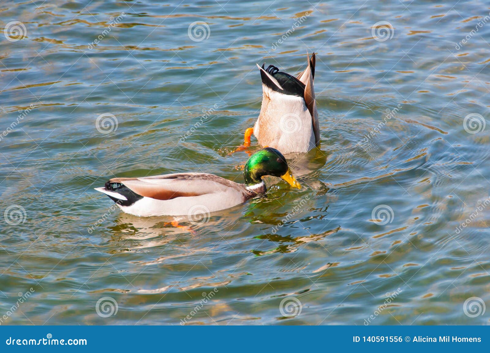 Ducks in Their Natural Environment Stock Photo - Image of white, bird ...