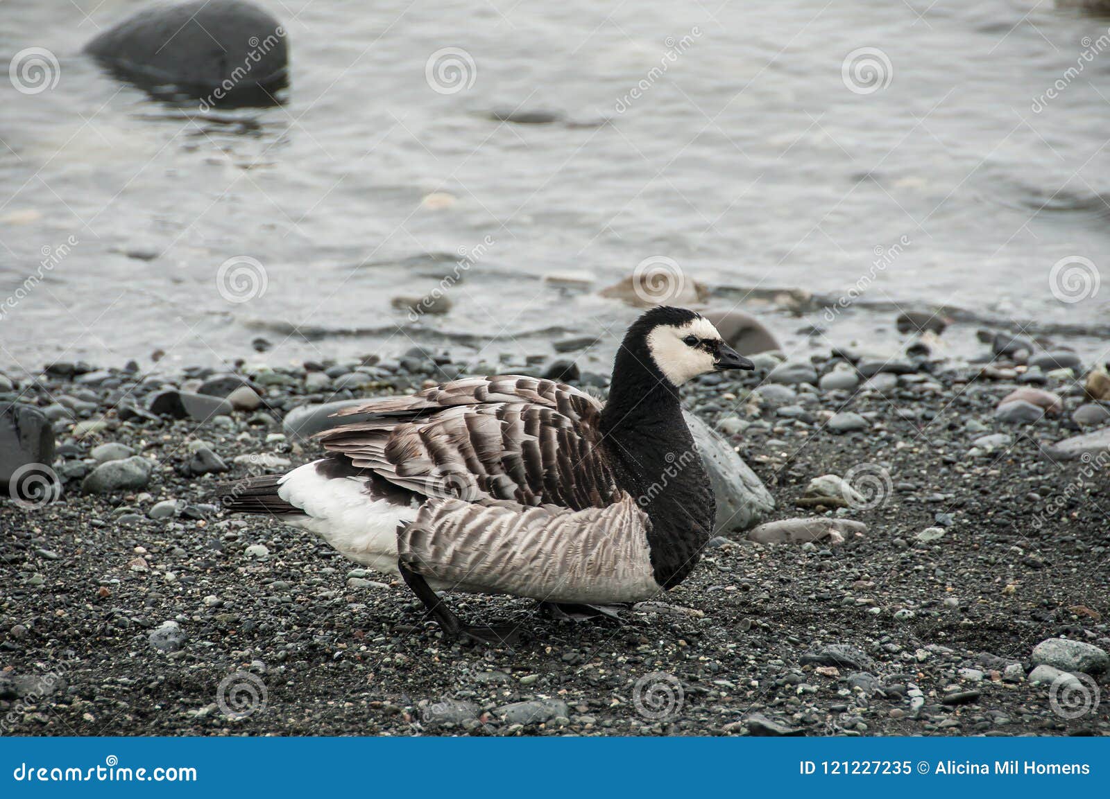 Ducks in Their Natural Environment Stock Image - Image of feather ...