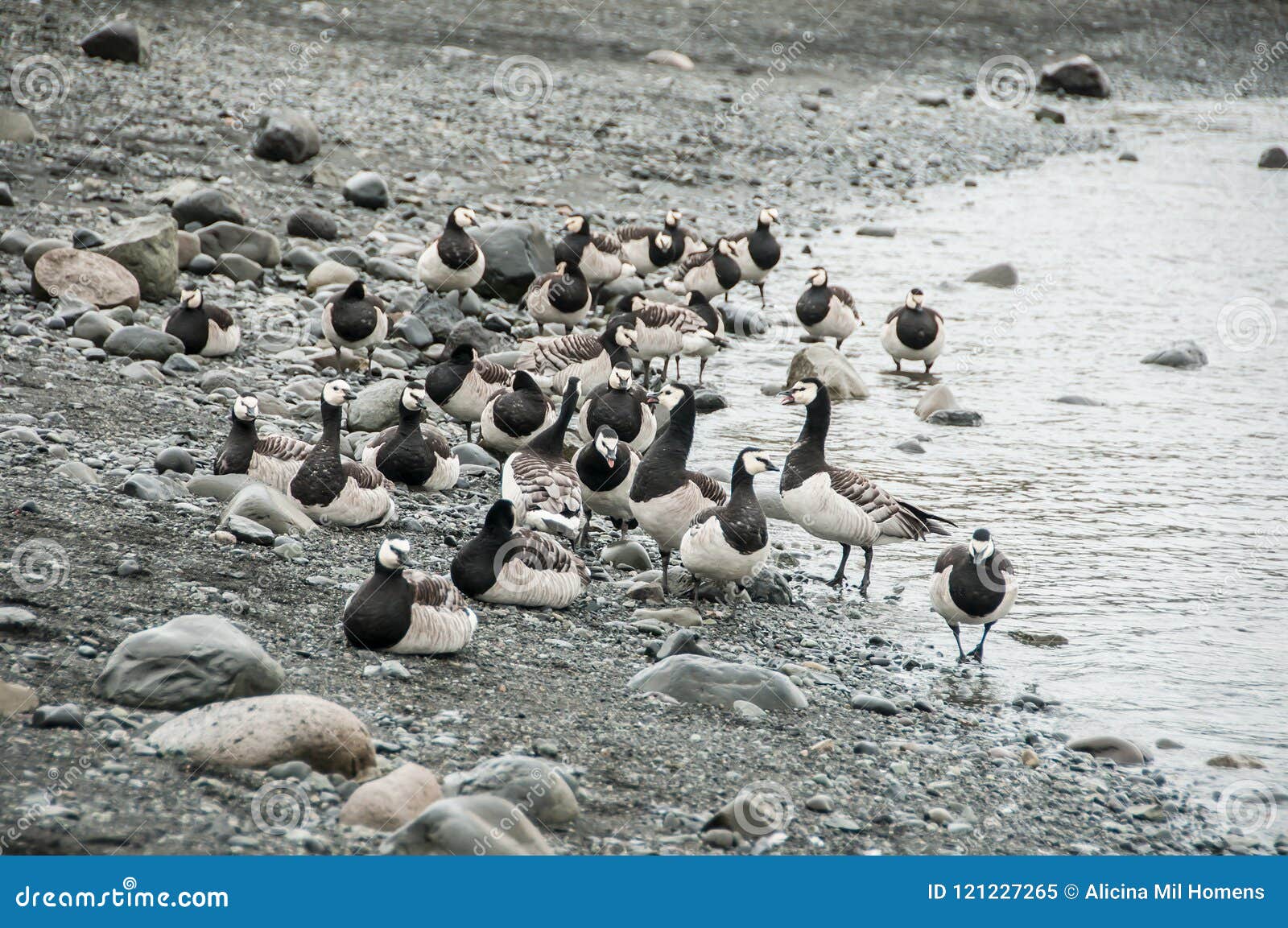 Ducks in Their Natural Environment Stock Image - Image of webbed ...