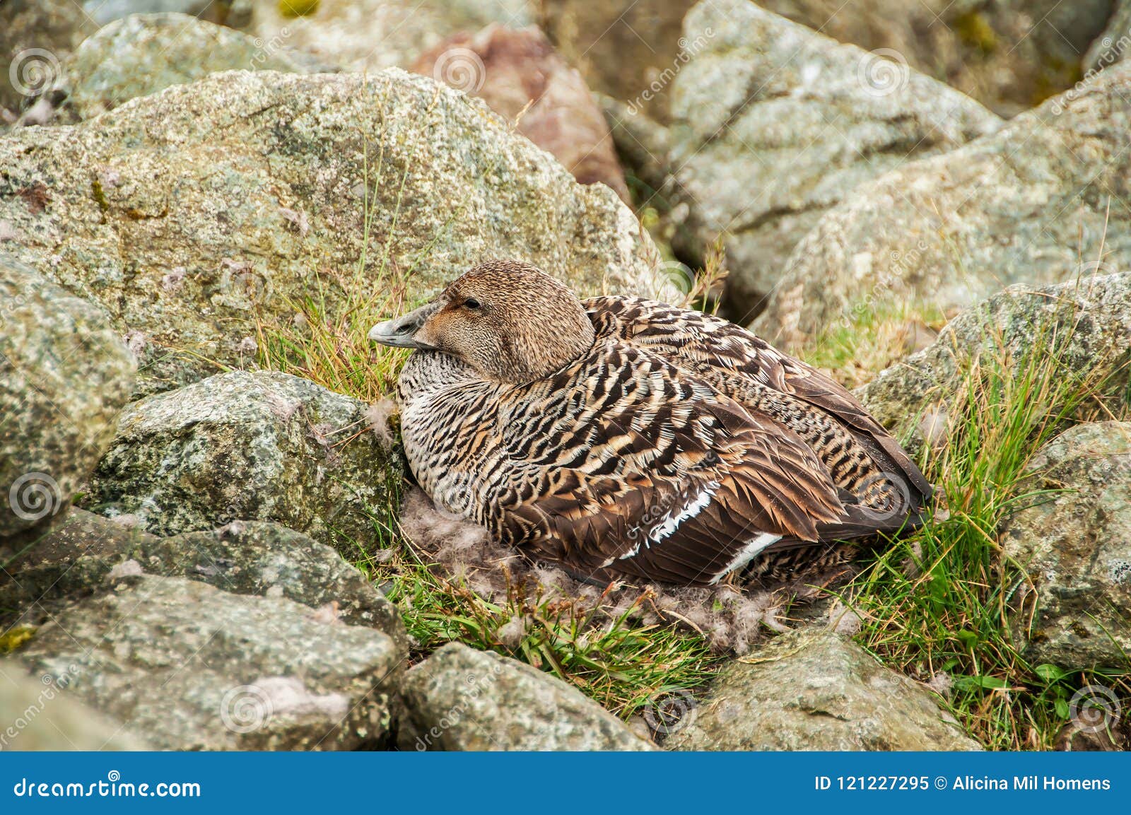 Ducks in Their Natural Environment Stock Image - Image of colorful ...