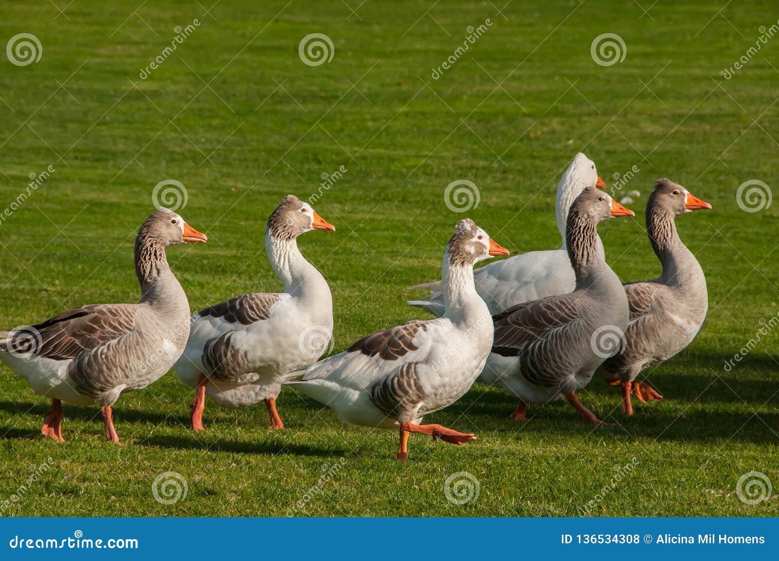 Ducks in Their Natural Environment Stock Photo - Image of colony ...