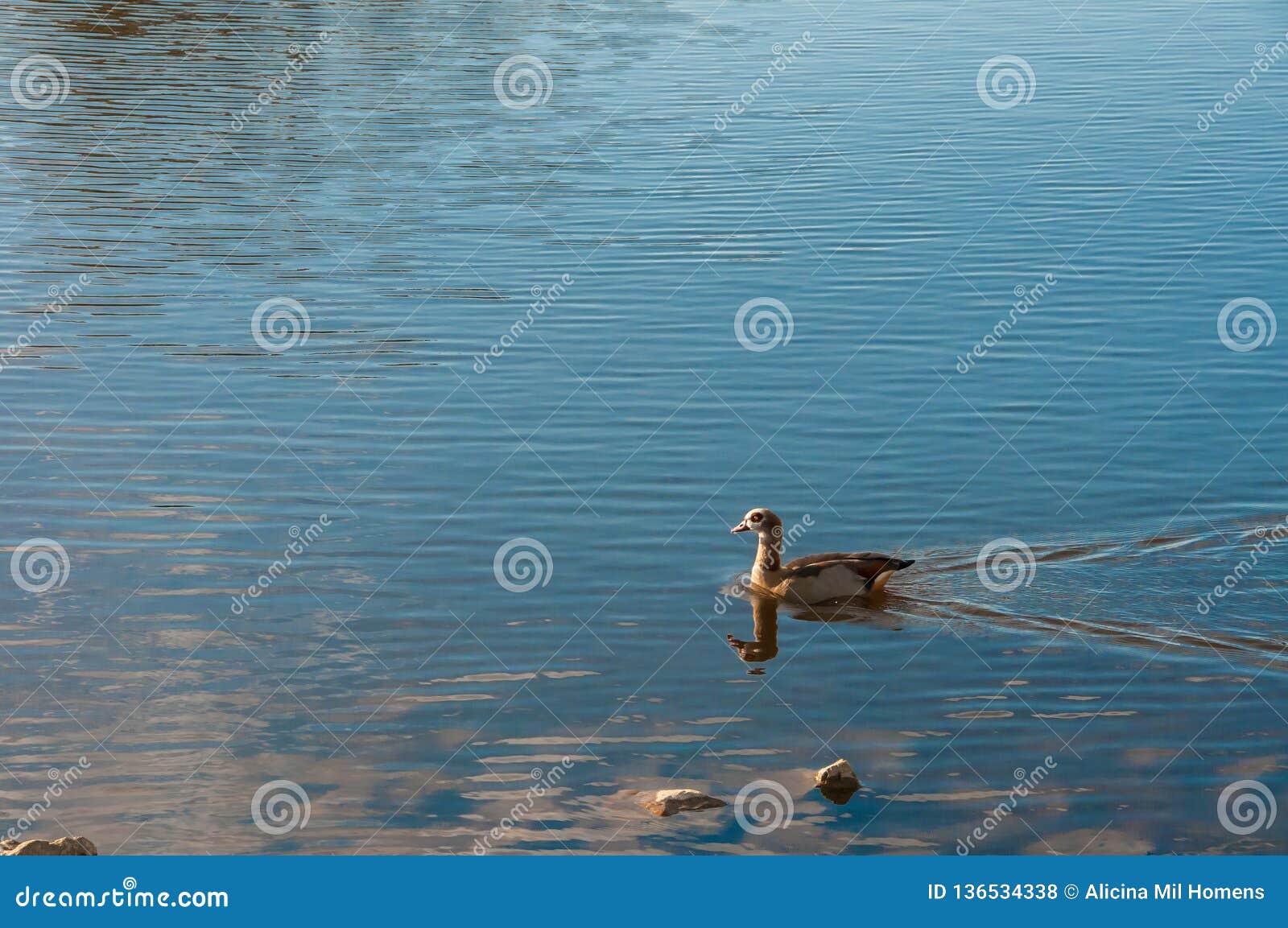 Ducks in Their Natural Environment Stock Photo - Image of animal ...