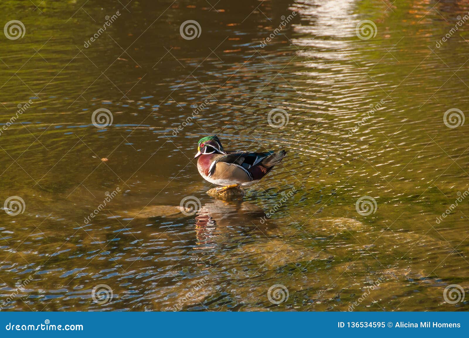 Ducks in Their Natural Environment Stock Image - Image of feather ...