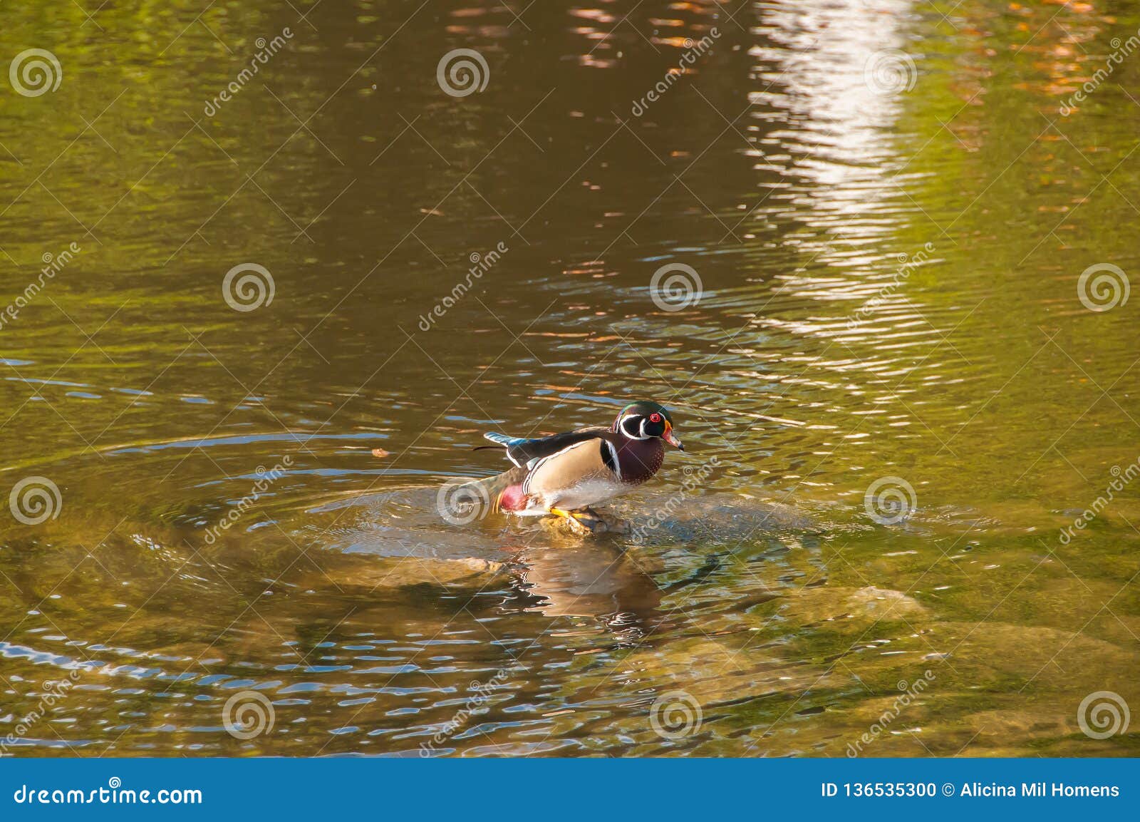 Ducks in Their Natural Environment Stock Photo - Image of feeding, lake ...