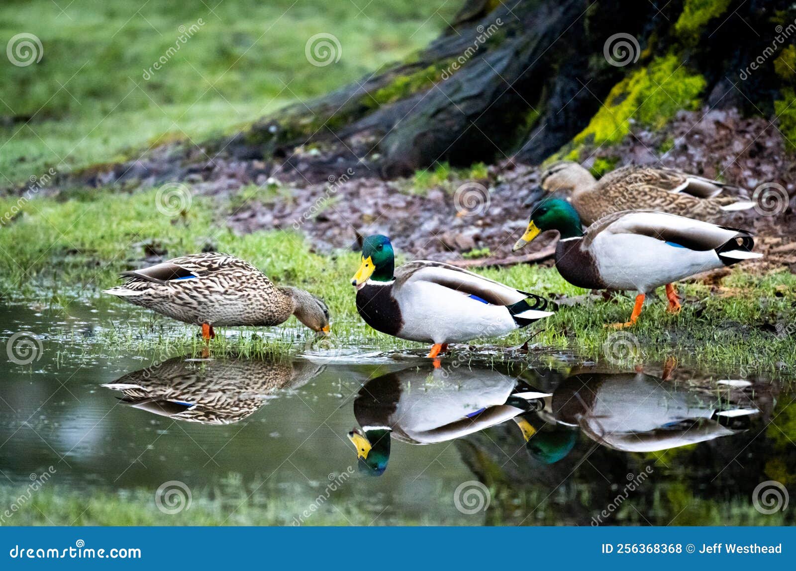 Ducks and Their Reflection in a Puddle Stock Photo - Image of root ...