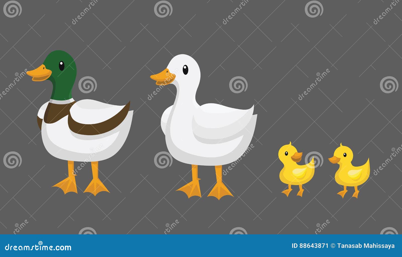 Ducks. stock vector. Illustration of nature, duck, mallard - 88643871