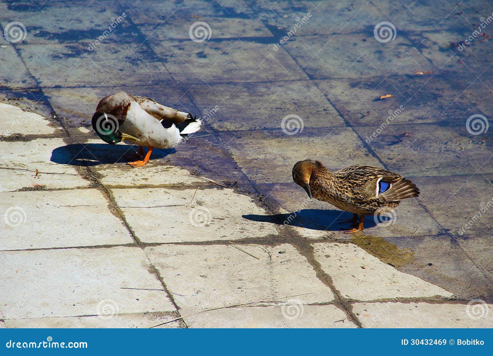 Ducks stock image. Image of weather, water, wild, lake - 30432469