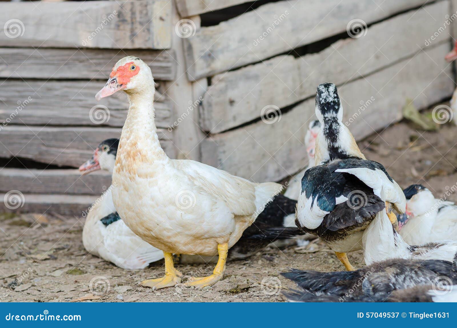 Ducks in Traditional Farm Yard. Stock Image - Image of wildlife ...