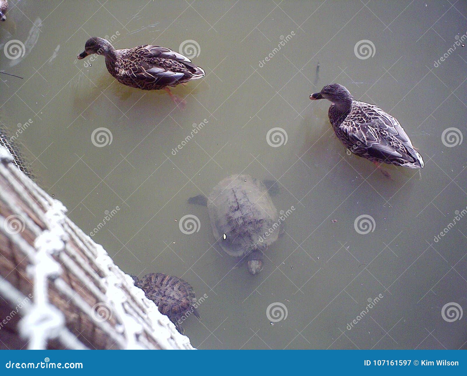Ducks and Turtle, Enjoying the Water Stock Image - Image of creature ...