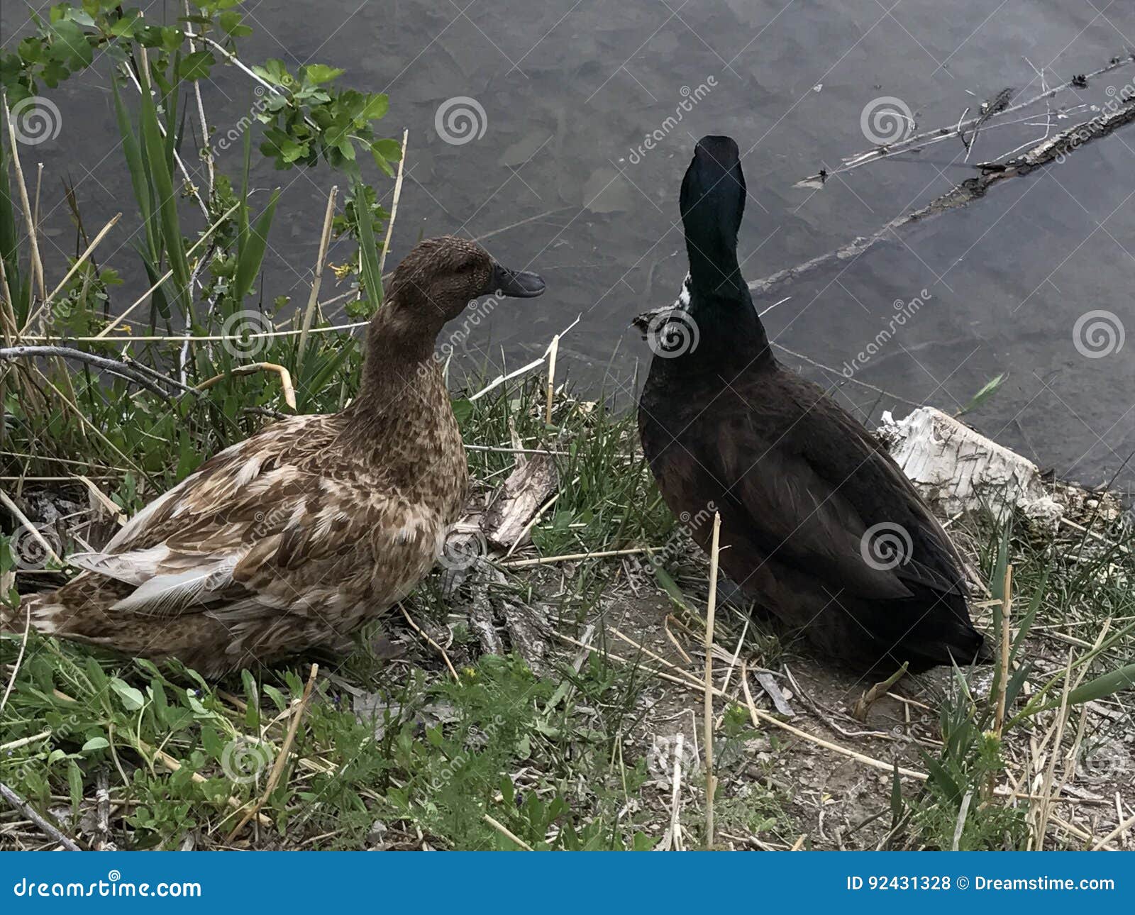 Ducks stock photo. Image of ducks, waiting, friendly - 92431328
