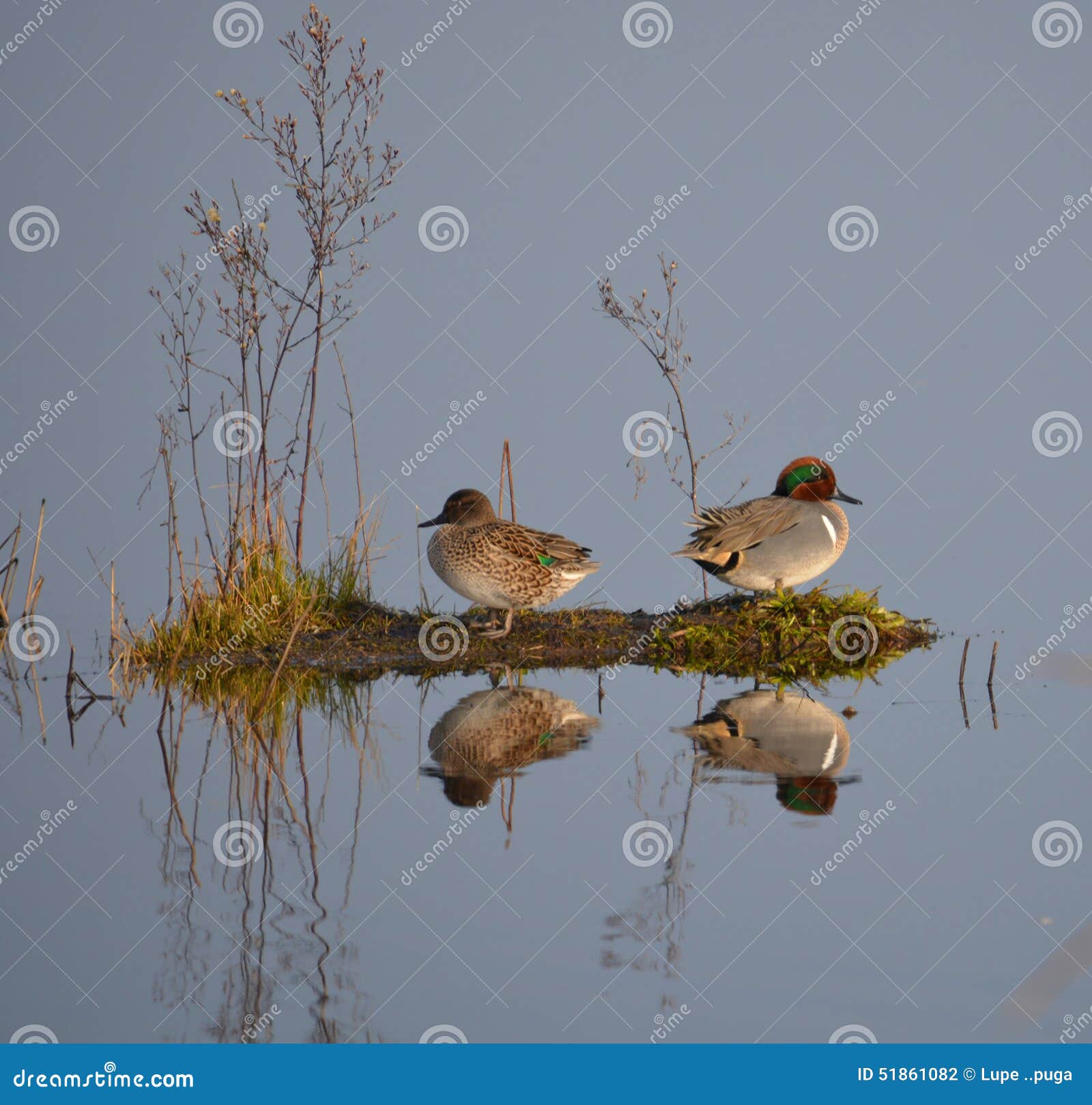 Ducks Two stock photo. Image of ducks, moment, ready - 51861082