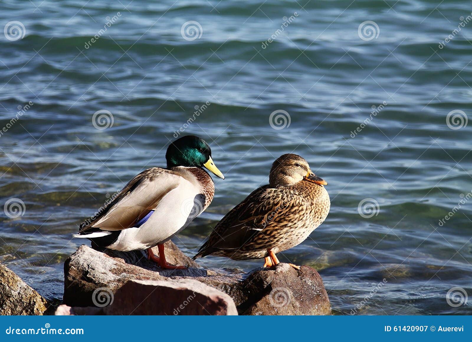 Ducks stock image. Image of waterfront, waterfowl, nature - 61420907