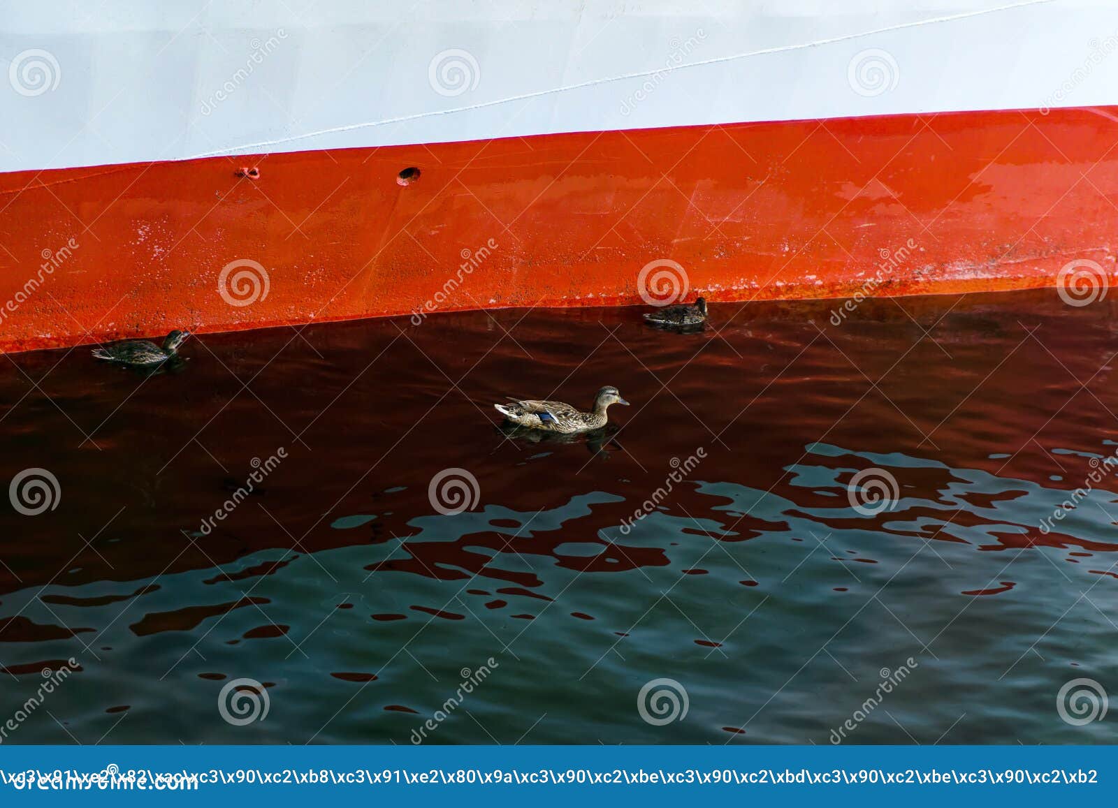 Ducks under the ship stock photo. Image of port, ducks - 128614130