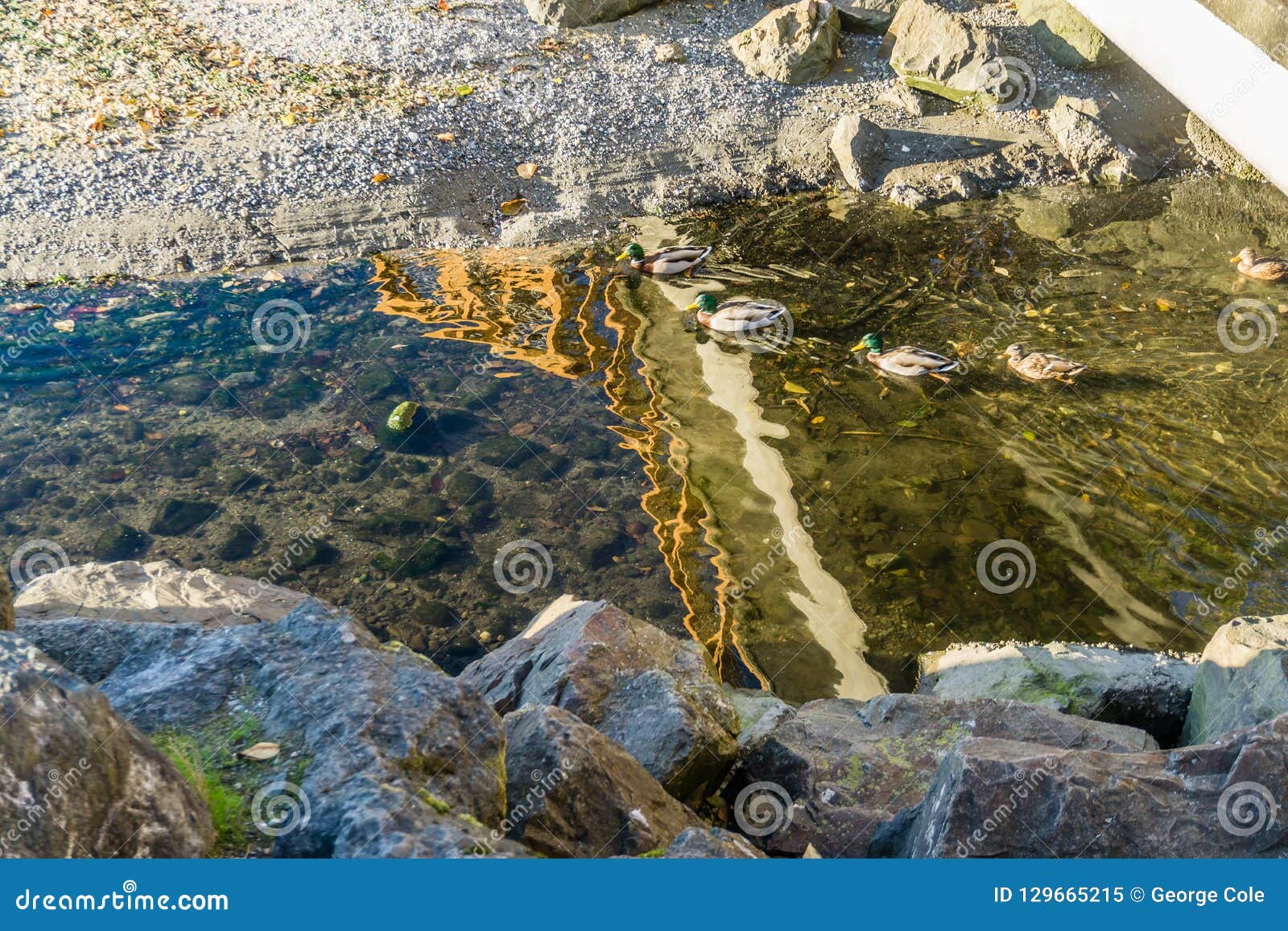 Ducks Under Walking Bridge 2 Stock Image - Image of animals ...