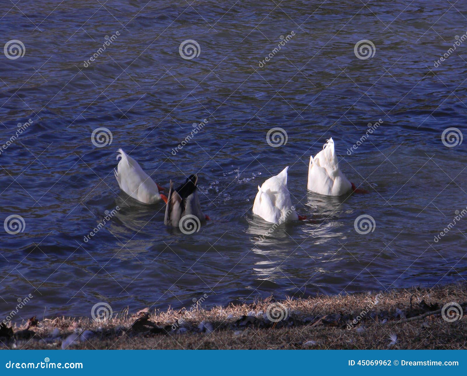 Ducks under water stock photo. Image of water, tails - 45069962