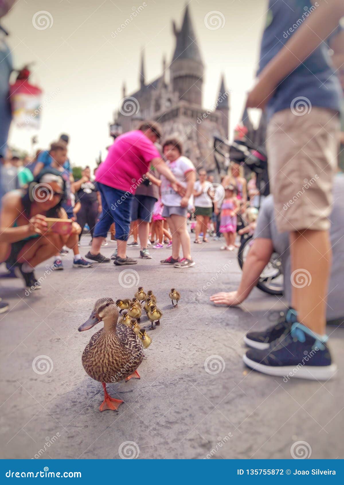 Ducks in park editorial photography. Image of orlando - 135755872