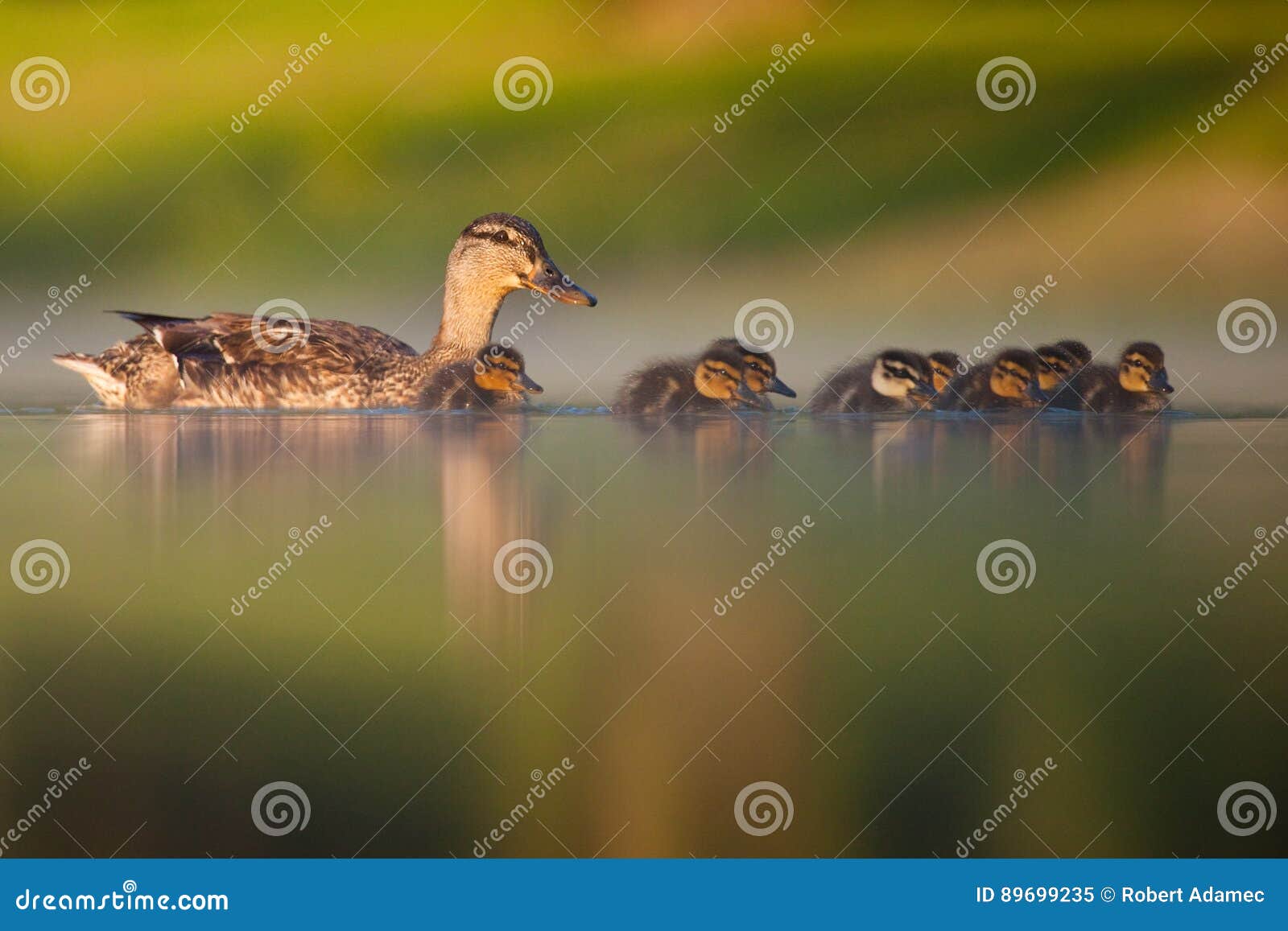 Ducks stock image. Image of lovely, ducks, dark, laguna - 89699235