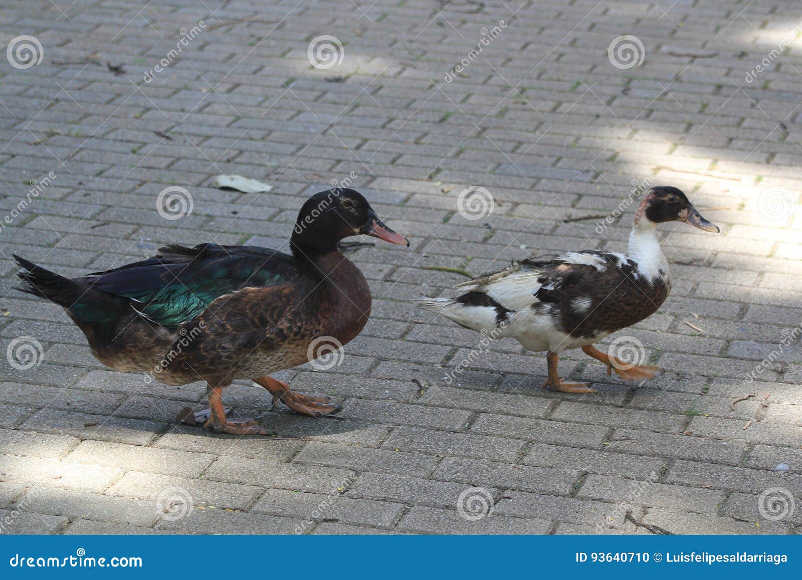 Ducks stock photo. Image of grass, blue, ducks, detail - 93640710