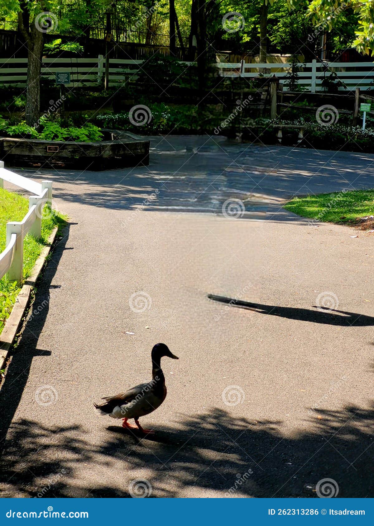 Ducks in Memphis Zoo stock photo. Image of captivity - 262313286