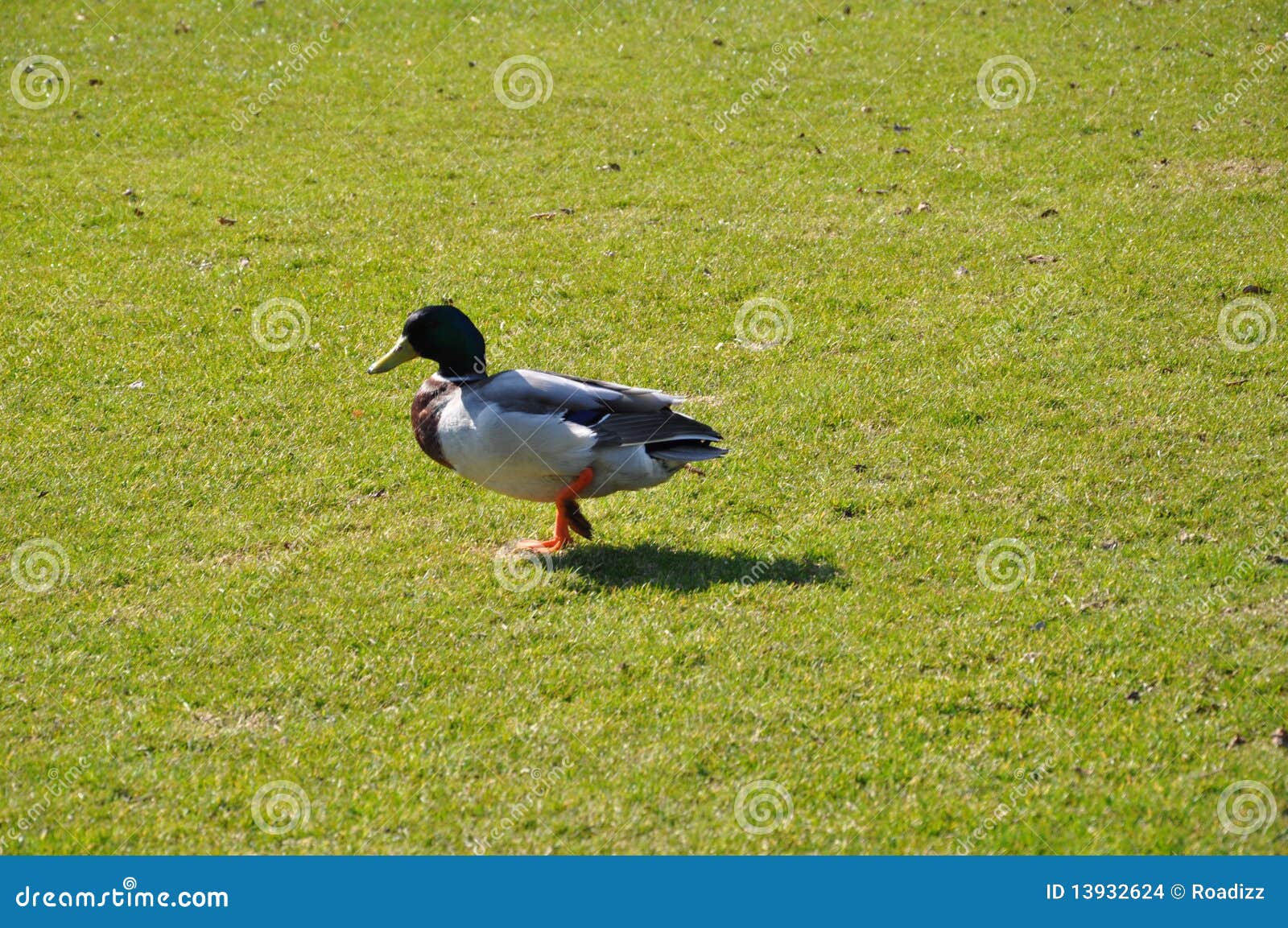 Ducks waiting stock photo. Image of duck, food, colorful - 13932624