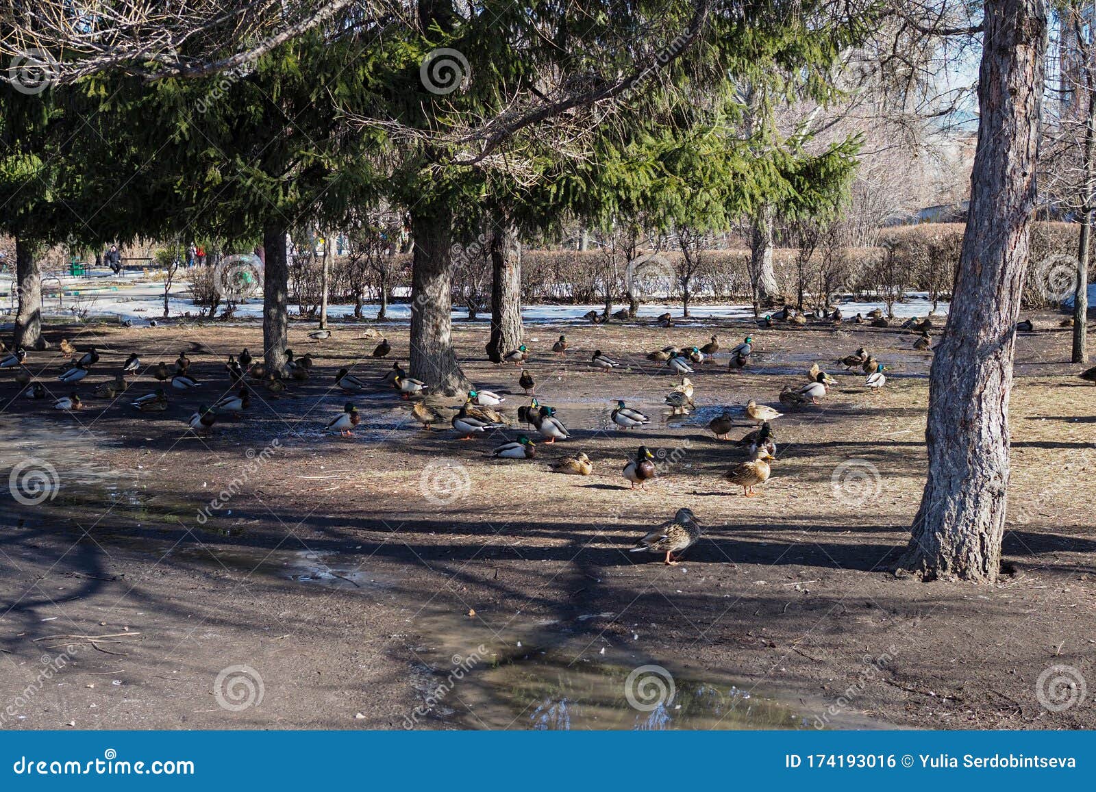 Ducks Walk on the Ground Under Trees in Spring Stock Photo - Image of ...