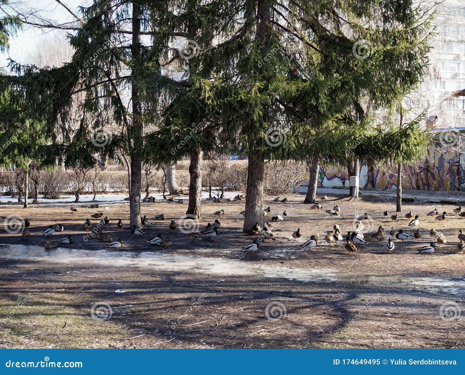 Ducks Walk on the Ground Under Trees in Spring Stock Image - Image of ...