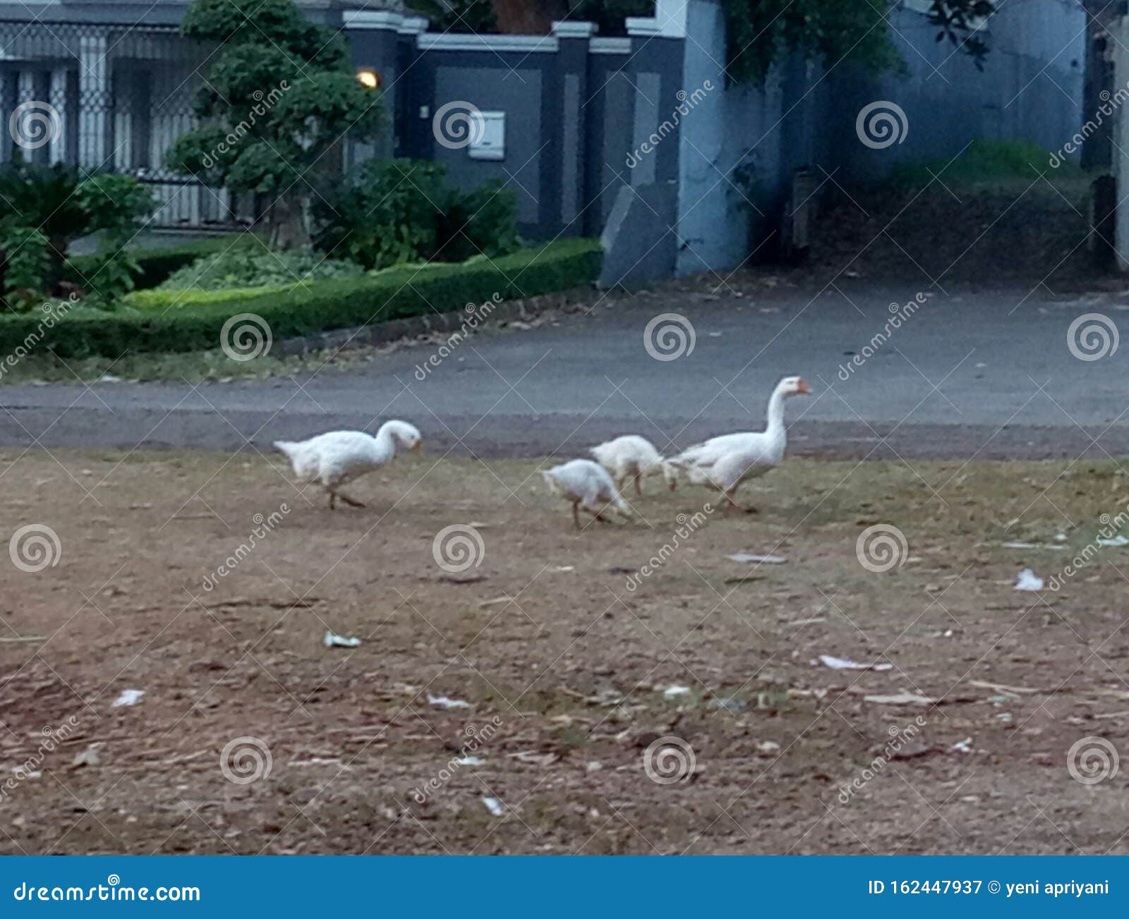 Ducks that Walk in Residential Areas Stock Image - Image of ducks ...