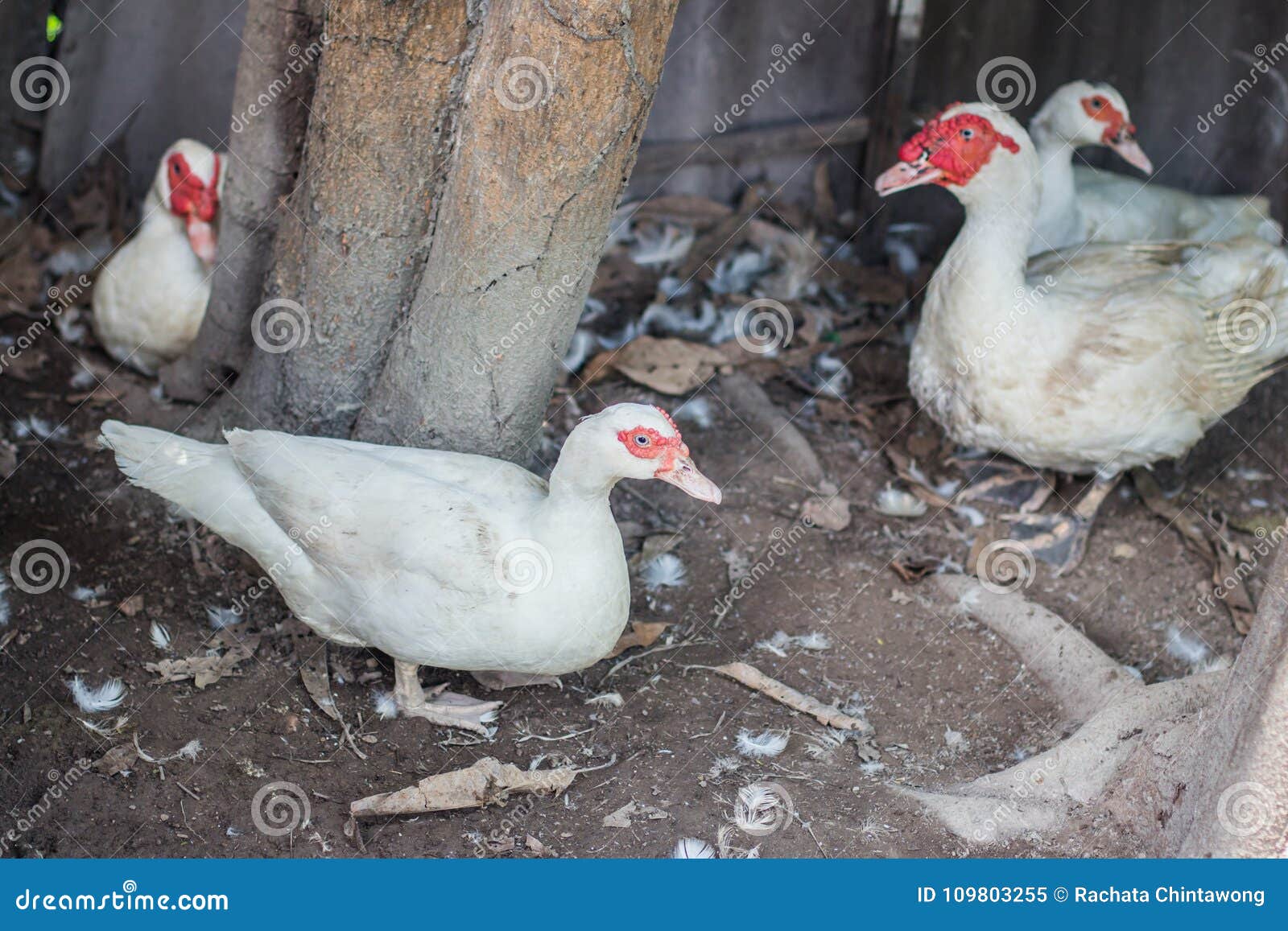 Ducks Walking Around Under the Tree Stock Image - Image of beak, bird ...