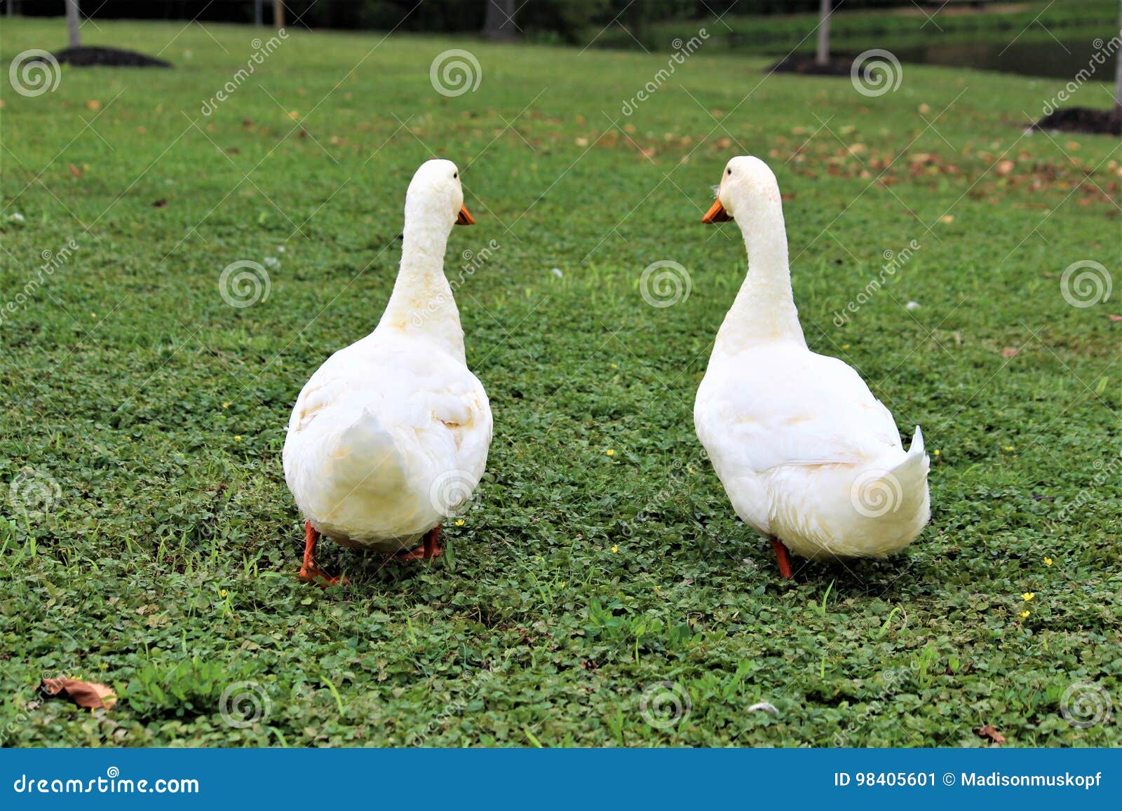 Ducks Walking Away stock image. Image of couple, orange - 98405601