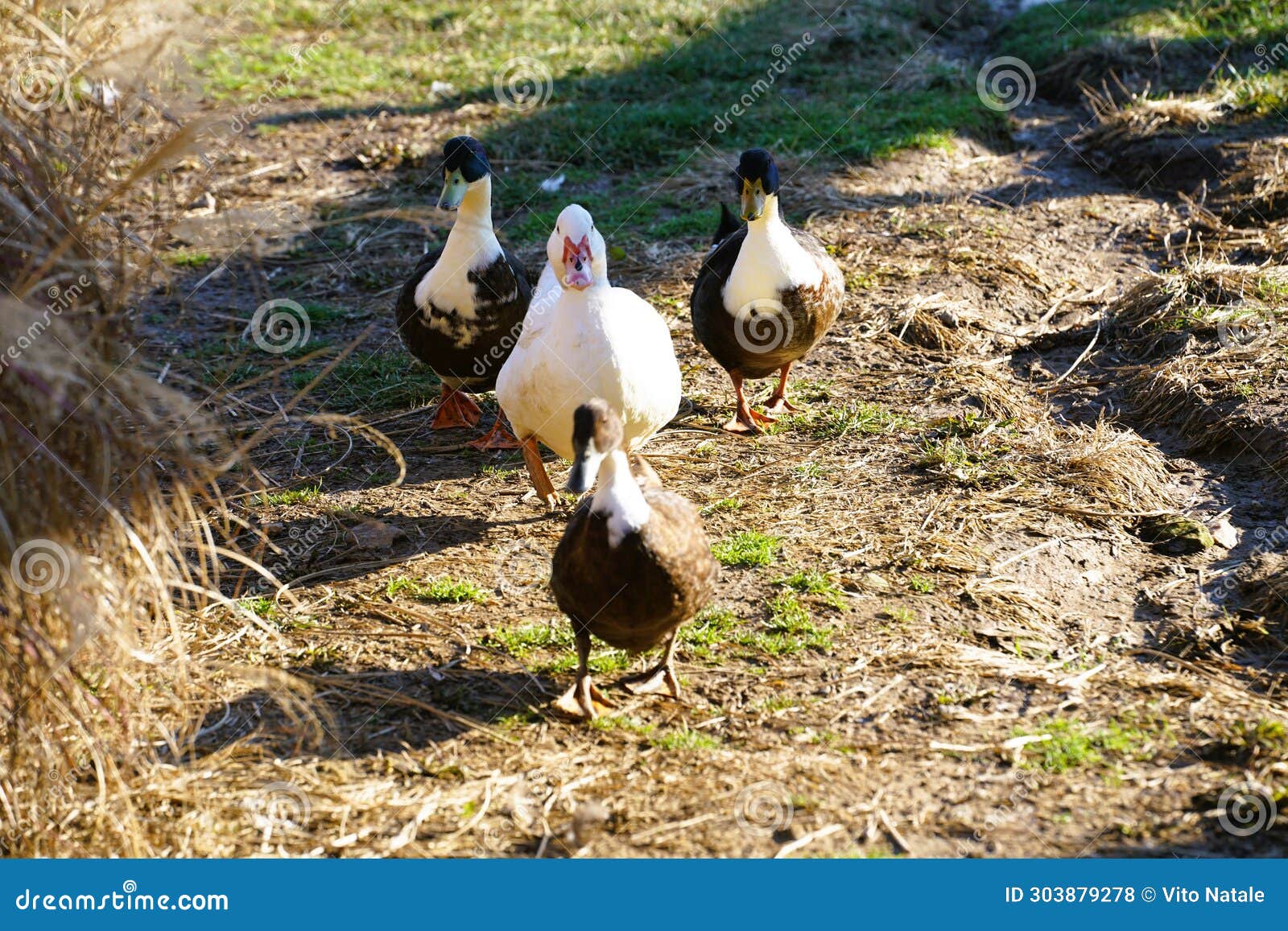 Ducks Walking on the Farm . Stock Photo - Image of duck, country: 303879278