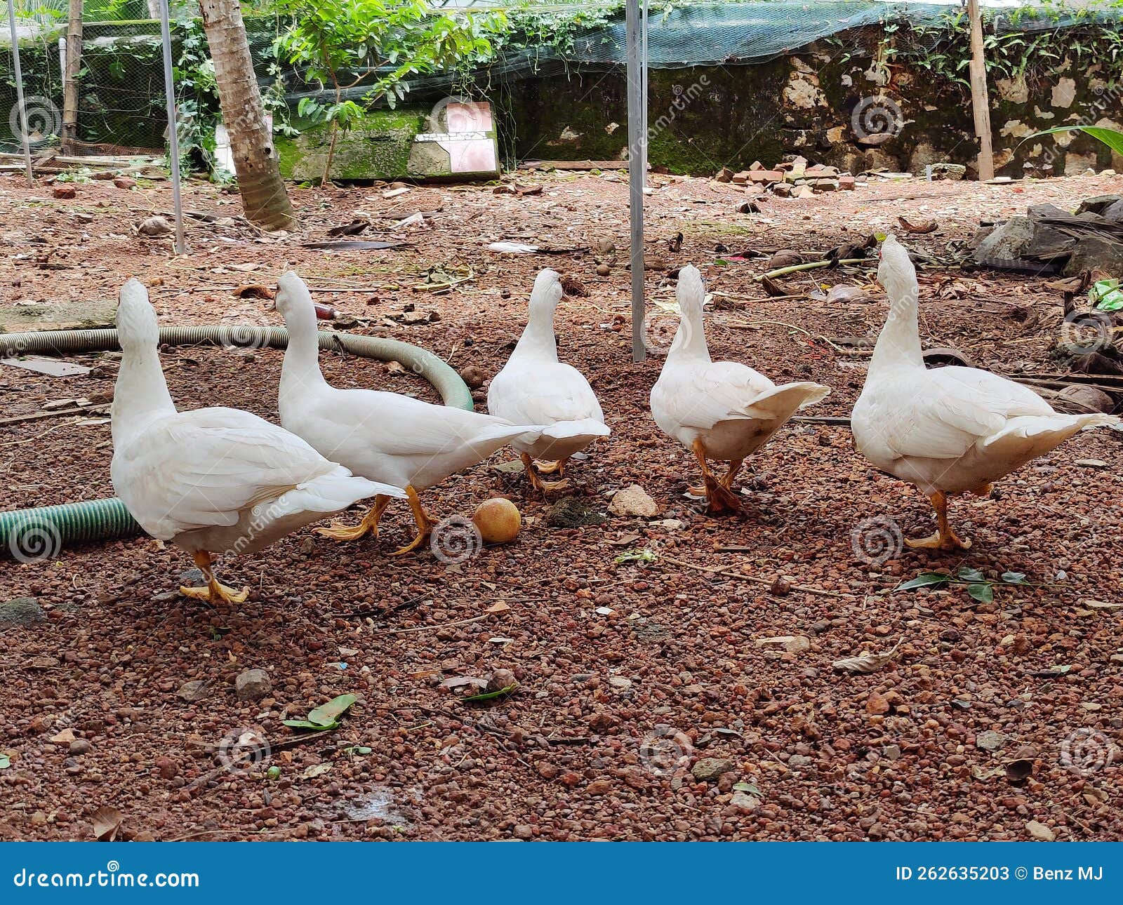Ducks Walking Forward Beautifully Stock Image - Image of wing, wildlife ...