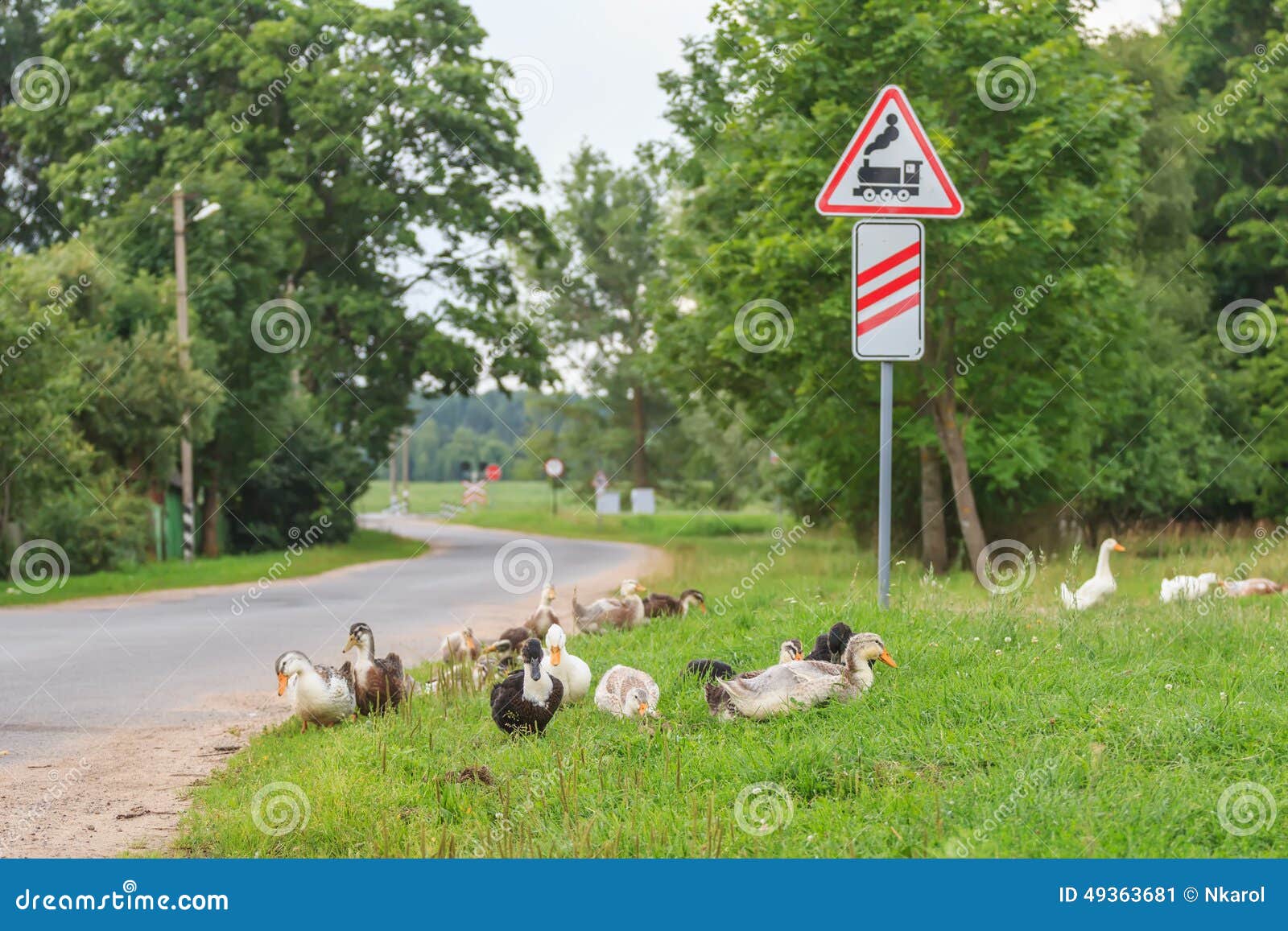 Ducks Walking at Railway Crossing Background Stock Image - Image of ...