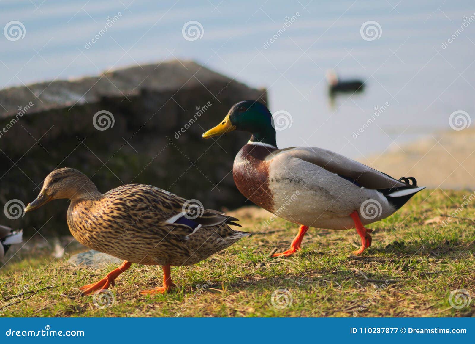 Ducks Walking To the Water. Bokeh Background Stock Image - Image of ...