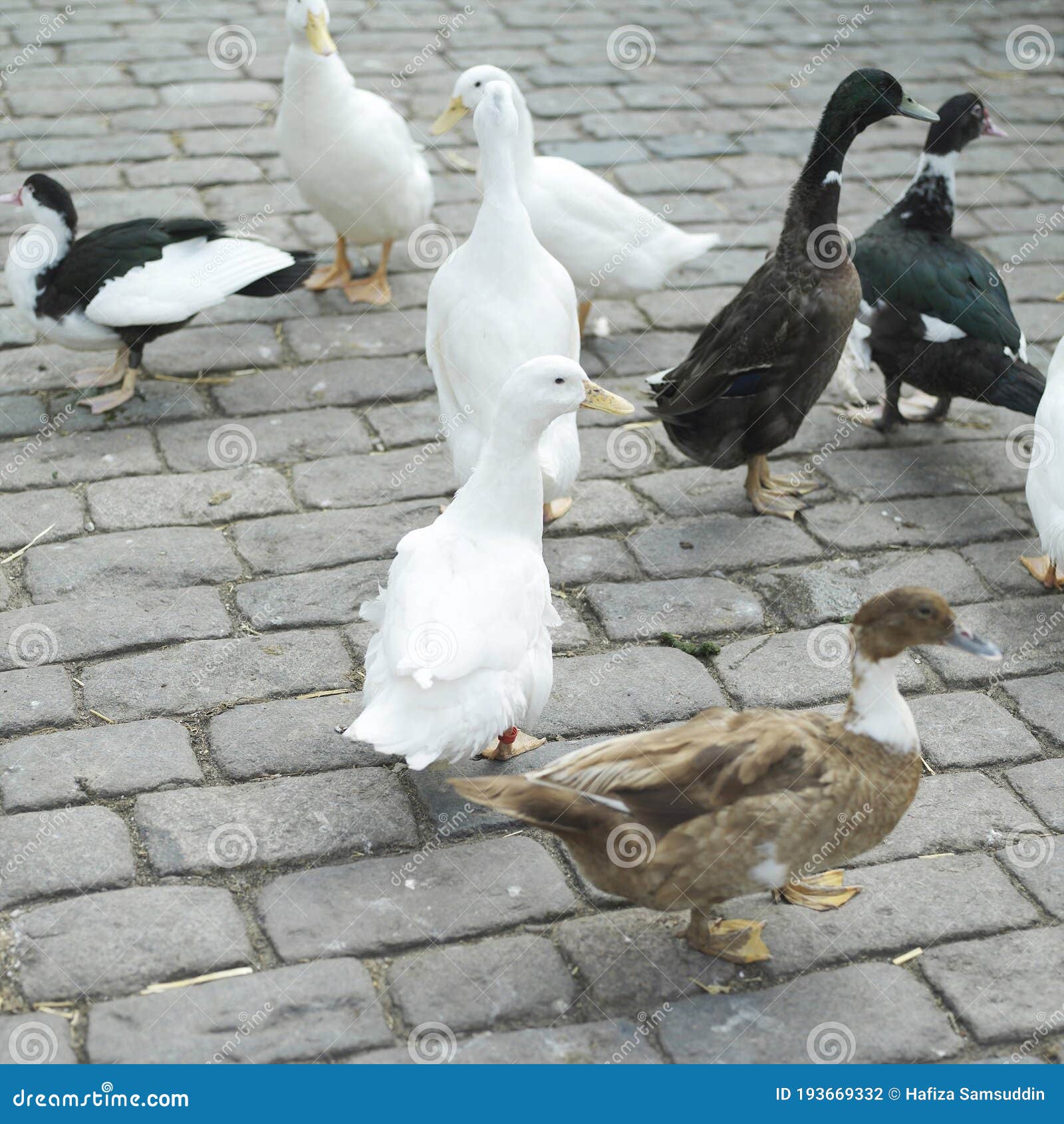 Ducks Wandering Around. Conceptual Image Shot Stock Photo - Image of ...