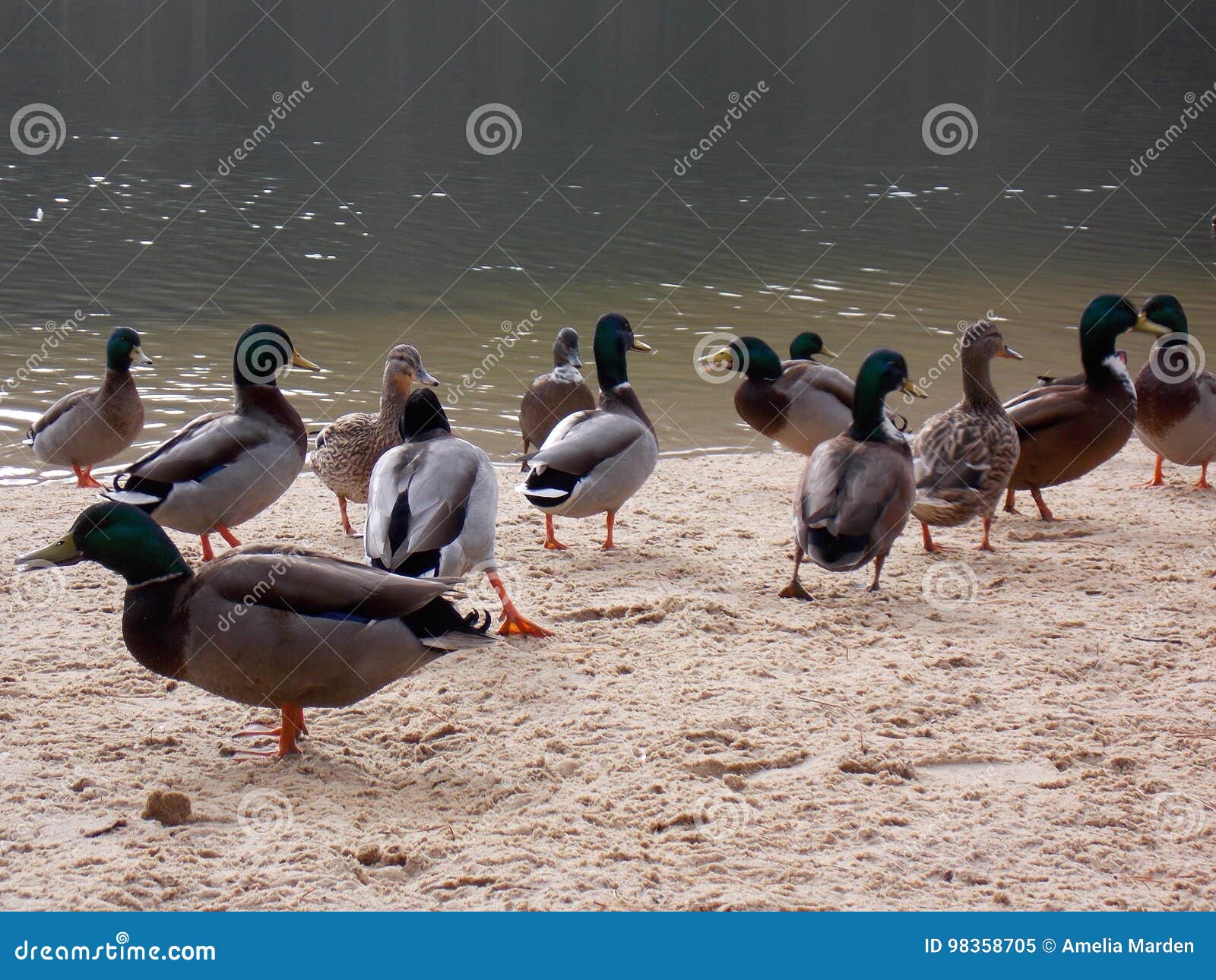 Ducks wandering wildly stock image. Image of ducks, wandering - 98358705