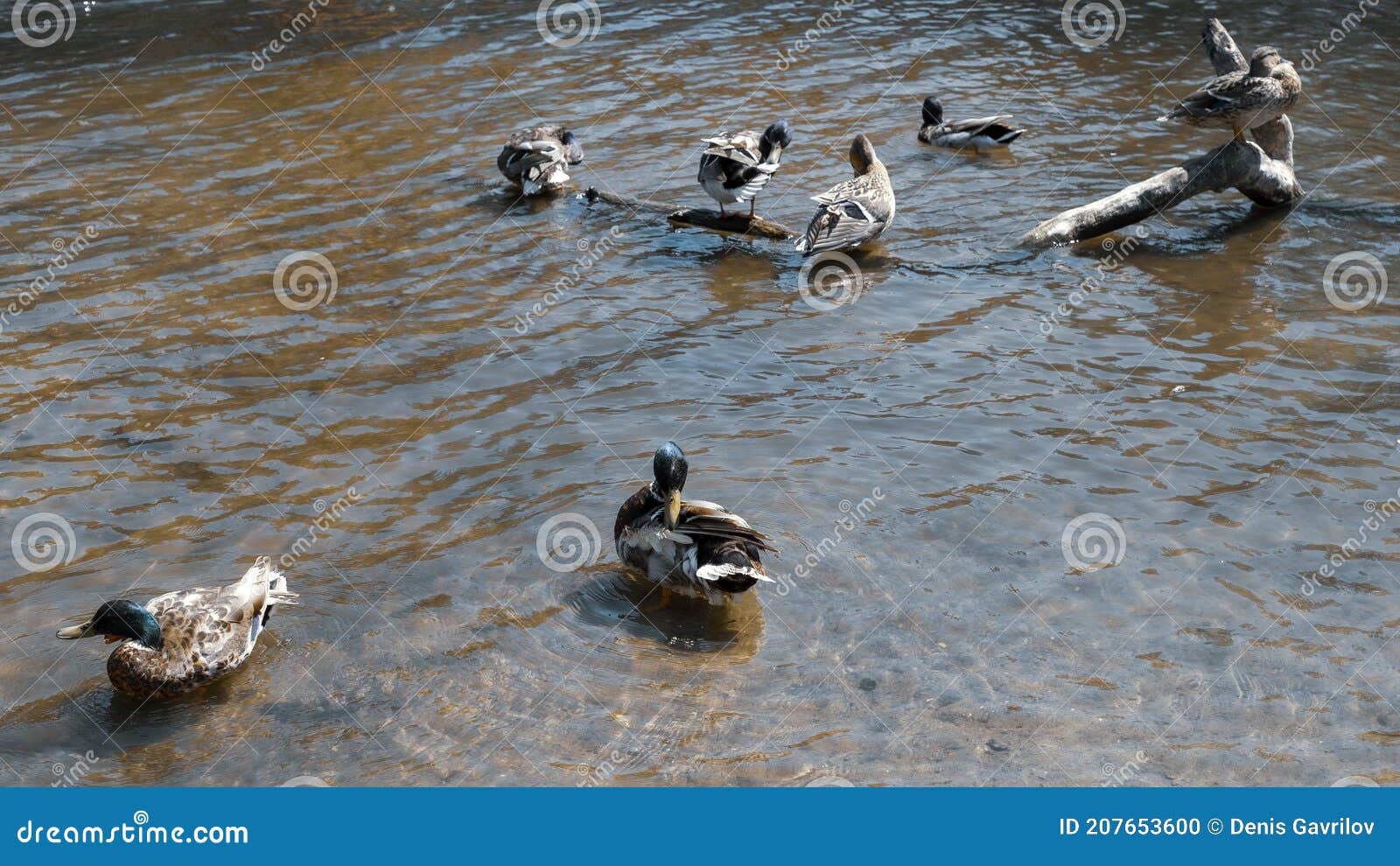 Ducks Warm Themselves in the Sun and Clean Their Feathers Stock Photo ...
