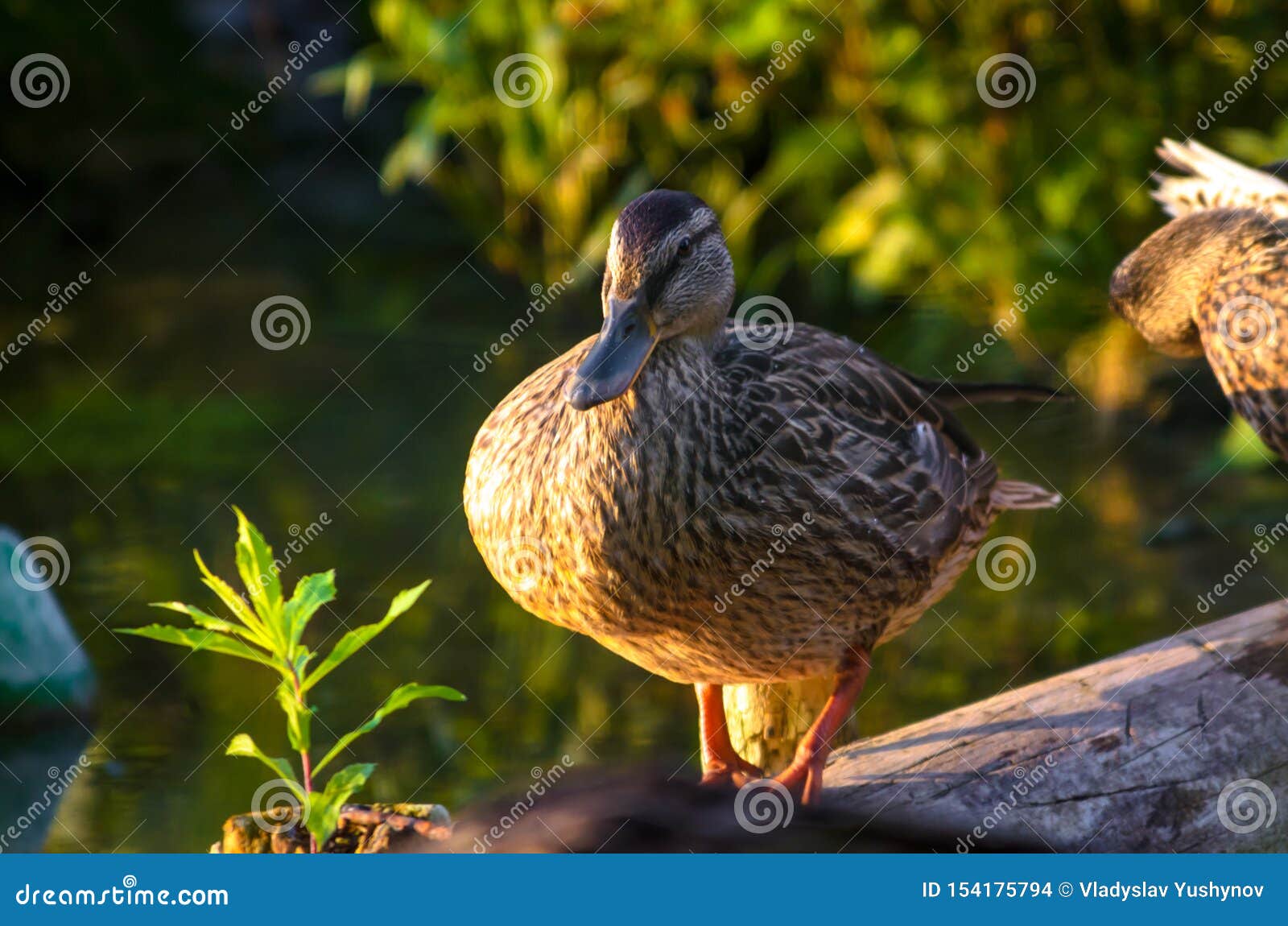 Ducks Wash in the Setting Sun on the River Stock Photo - Image of light ...