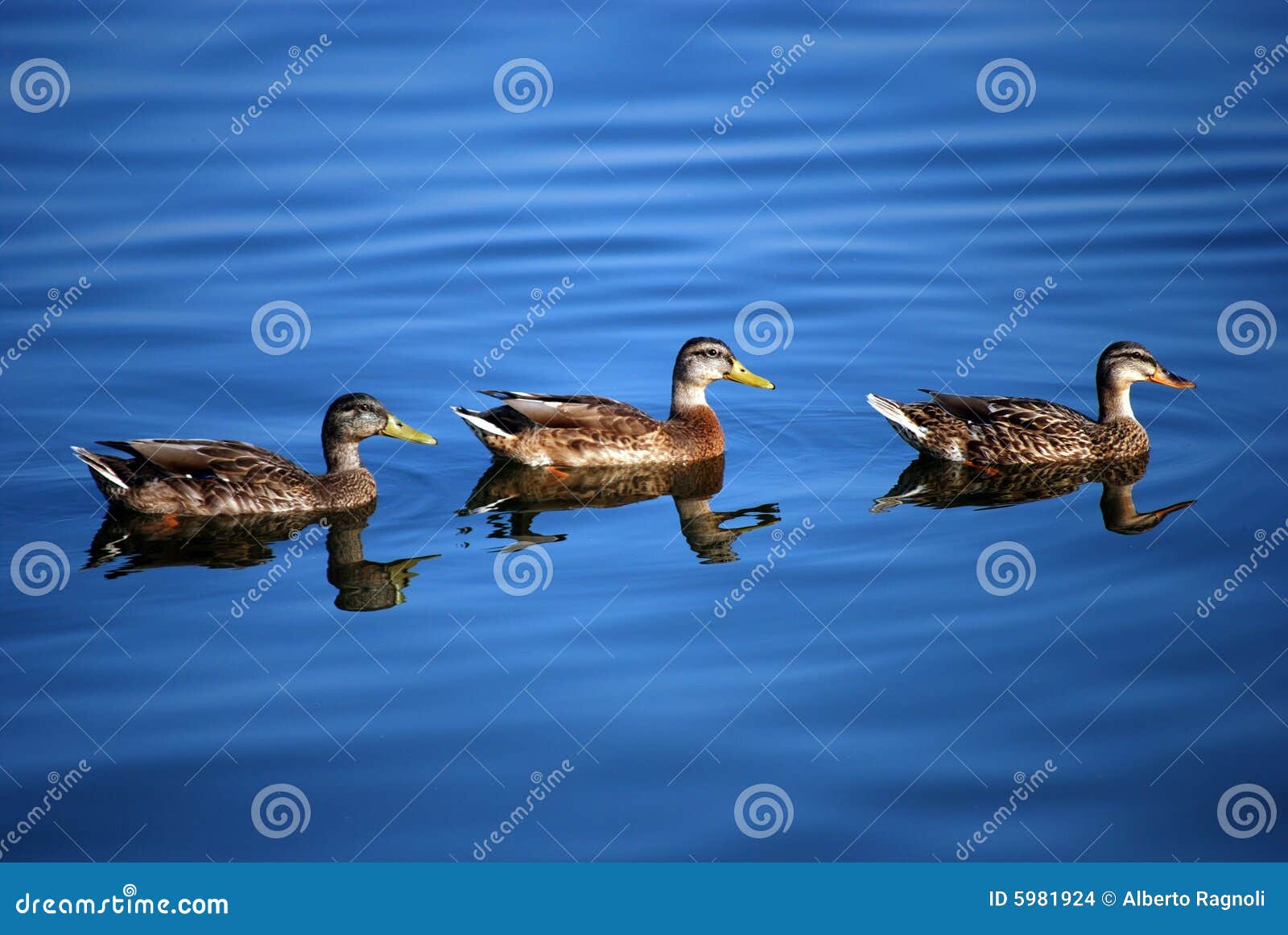 Ducks in the water stock photo. Image of floating, animals - 5981924