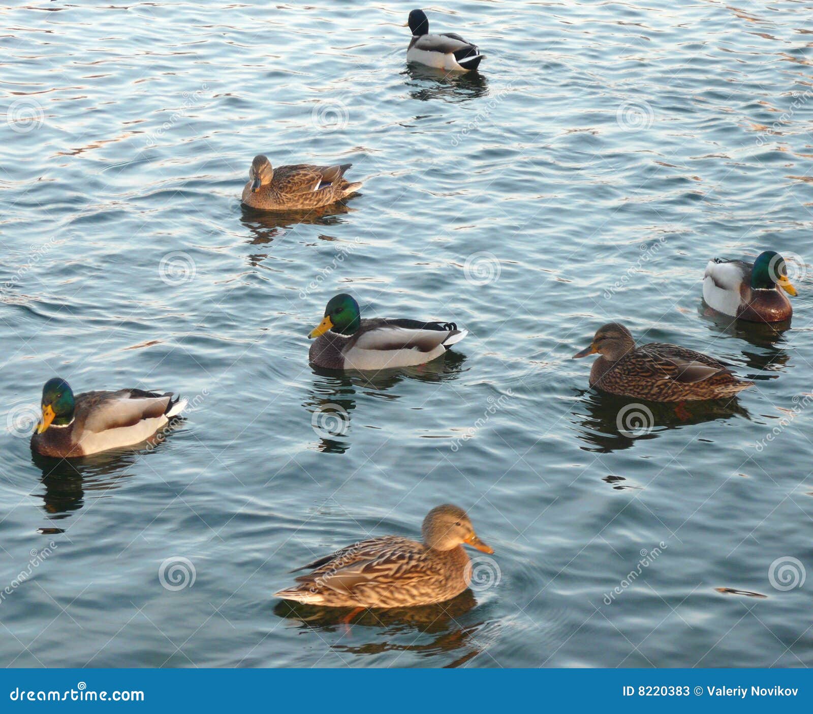 Ducks on water stock image. Image of colorful, landscape - 8220383