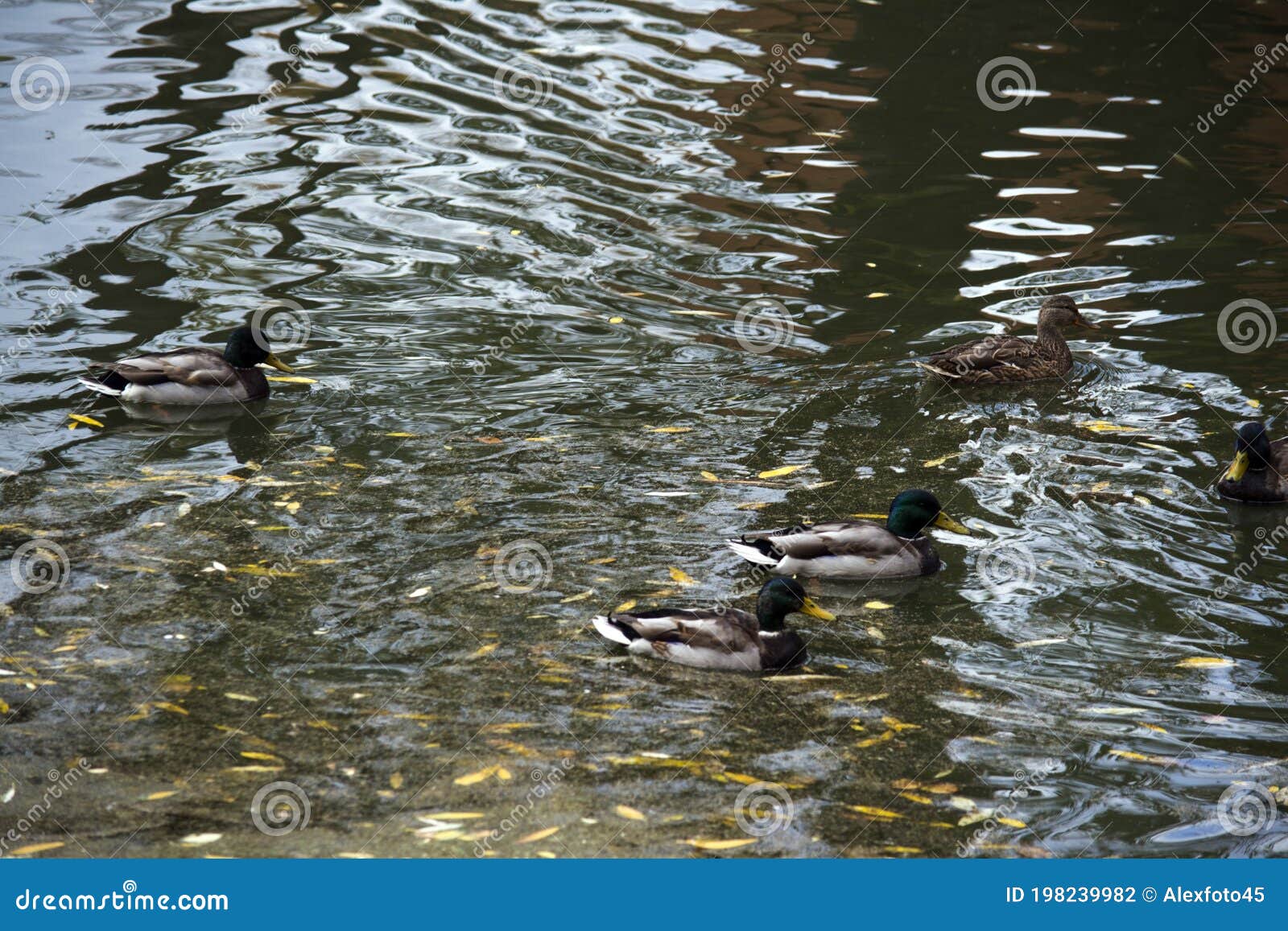 Ducks in the Water. Background for Design and Presentations Stock Photo ...