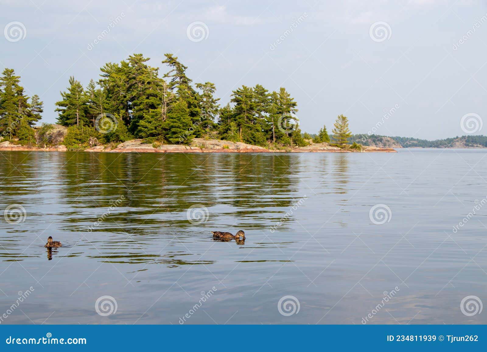 Ducks in the Water at Benjamin Islands in the North Channel, Ontario ...