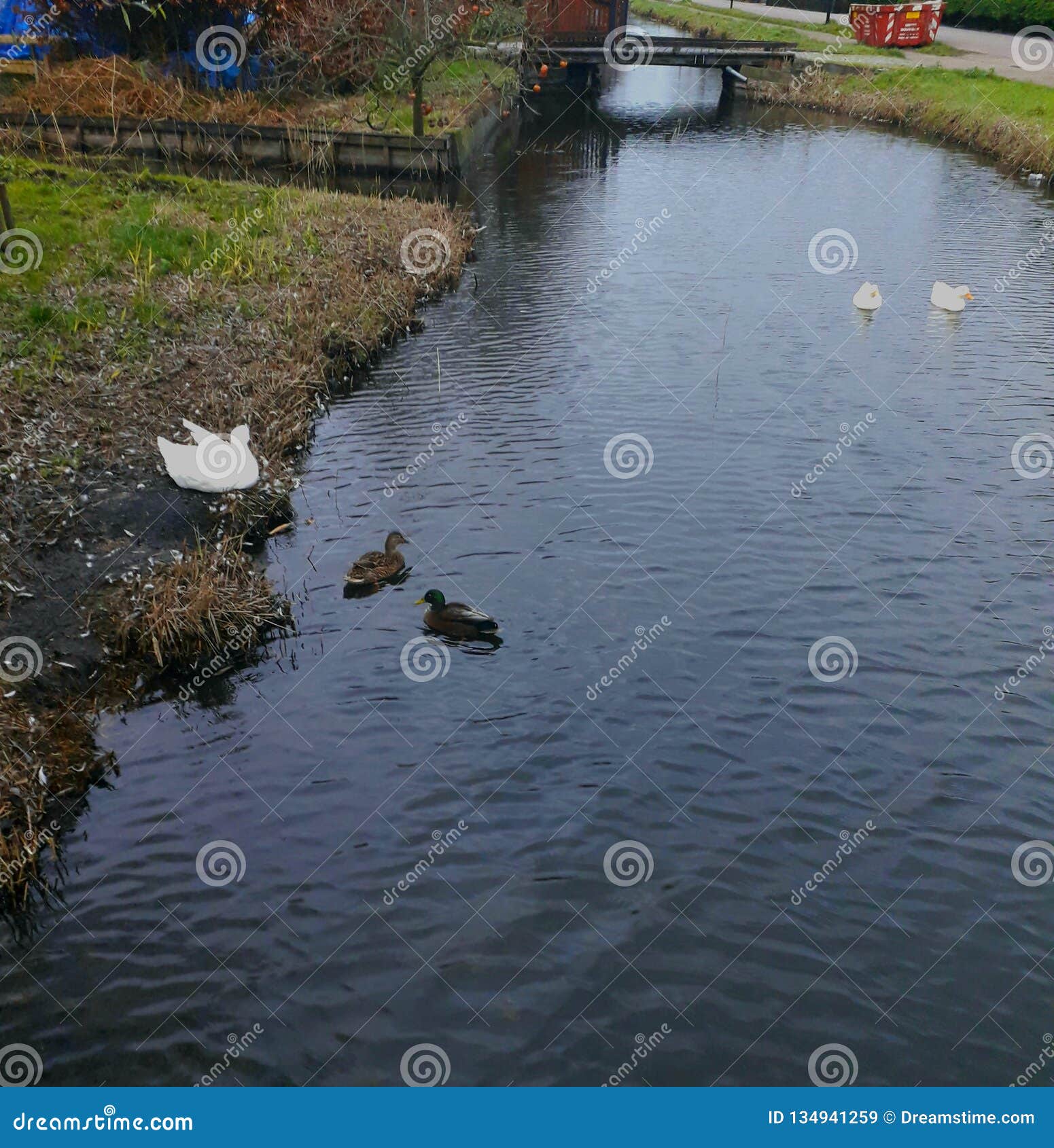 Ducks in the water channel stock image. Image of park - 134941259