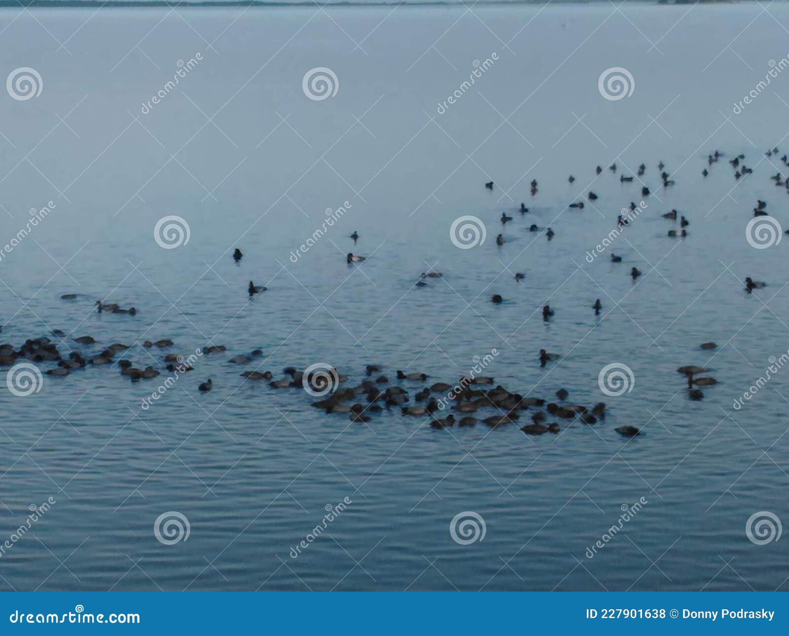 Ducks in Water from a Distance Stock Photo - Image of coast, ocean ...