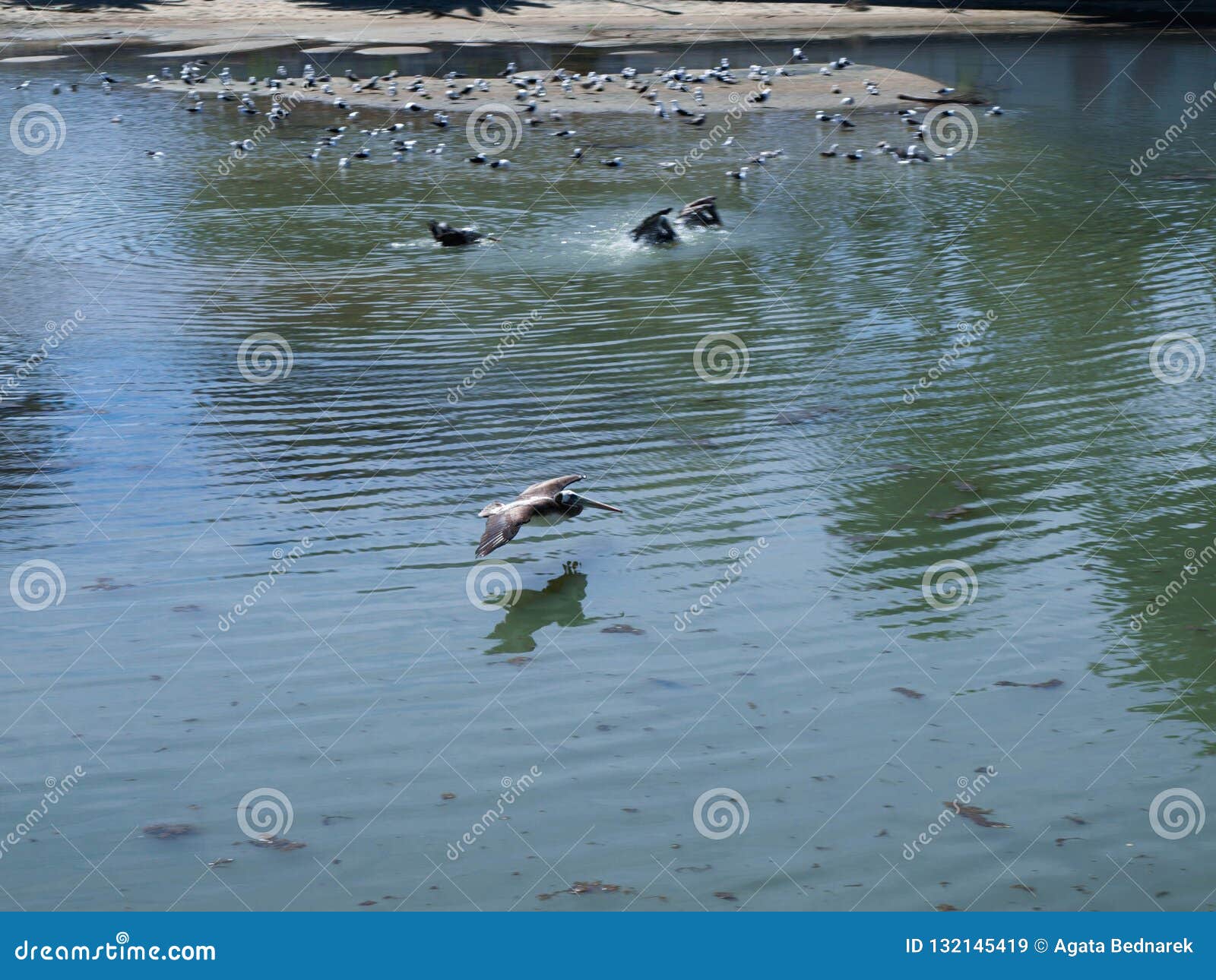 Ducks in water stock image. Image of color, background - 132145419