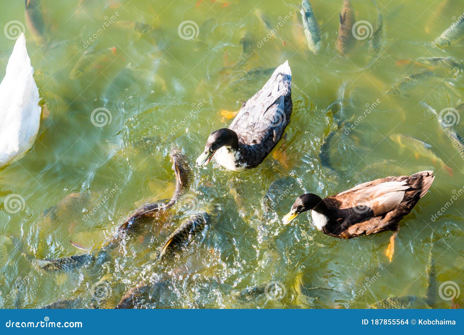 Ducks on Water with Group of Fish Stock Photo - Image of friendship ...